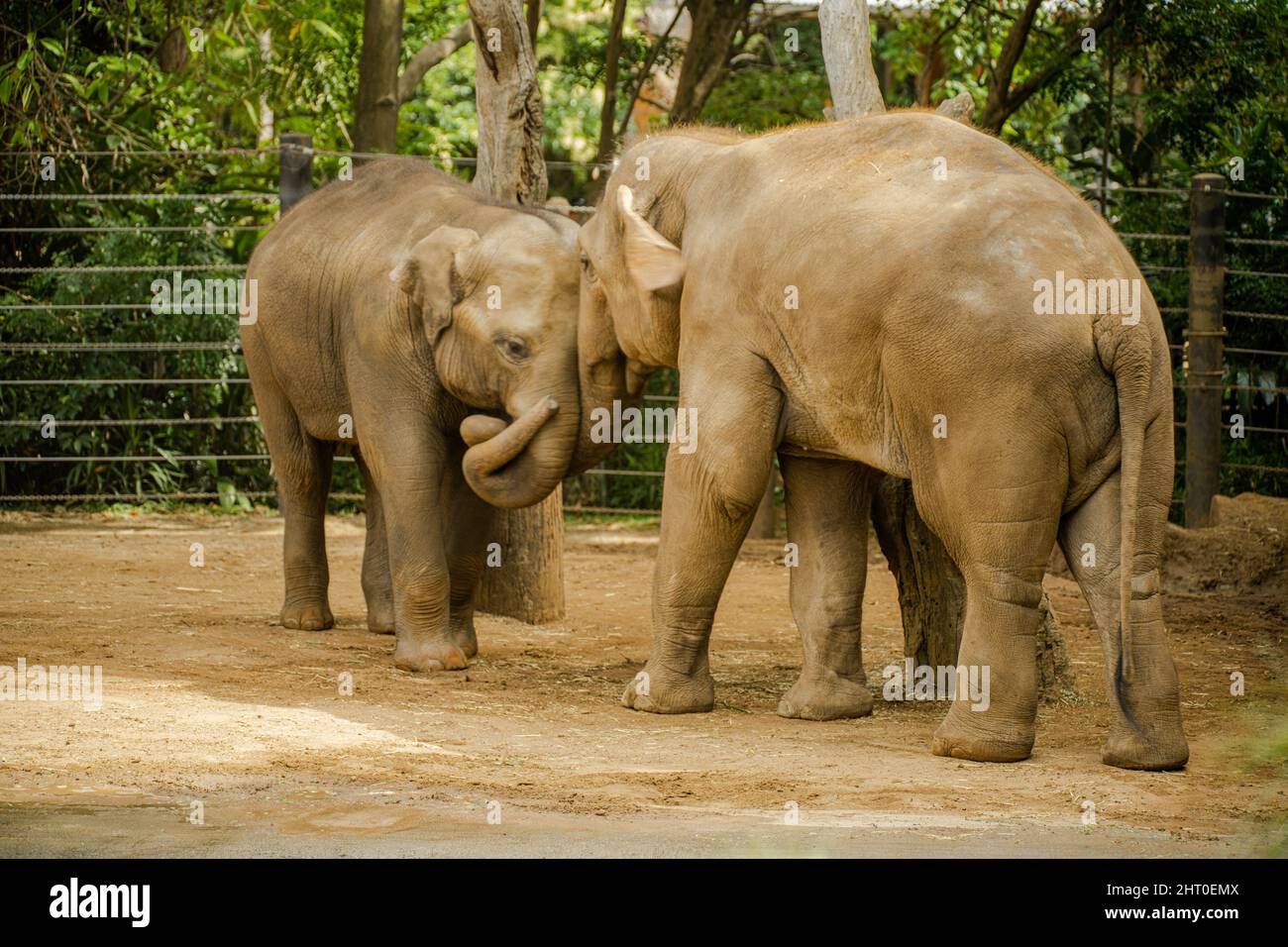 View of two elephants playing around in a zoo cage with the background ...