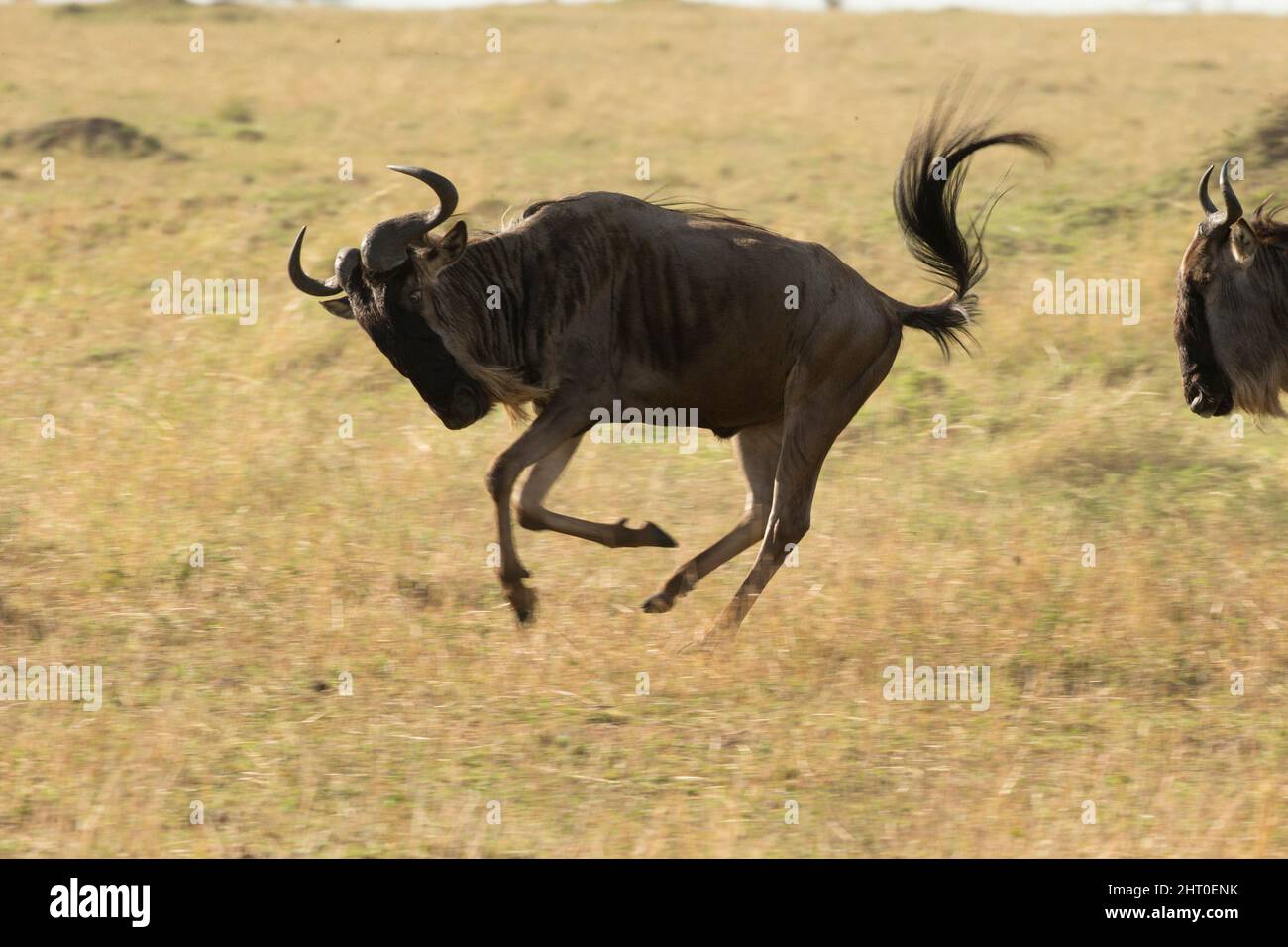 Bovid seems hi-res stock photography and images - Alamy