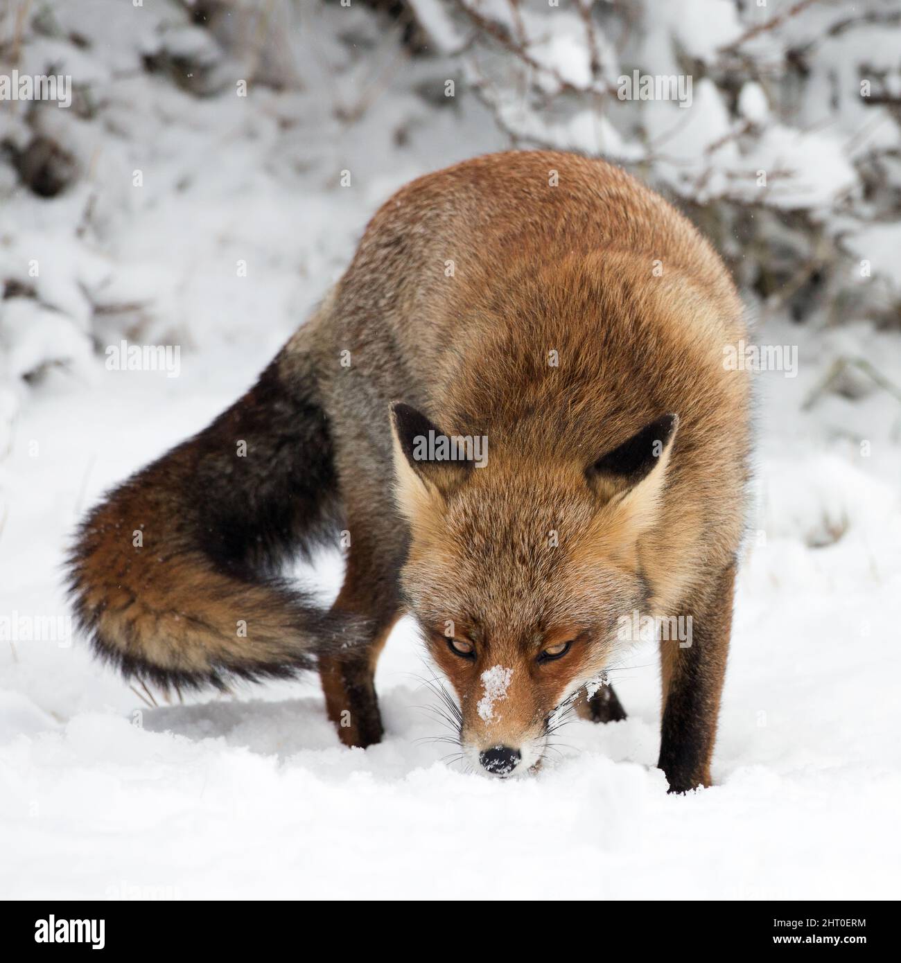 Red Fox in wintertime with snow and snowfall in nature on a cold day ...