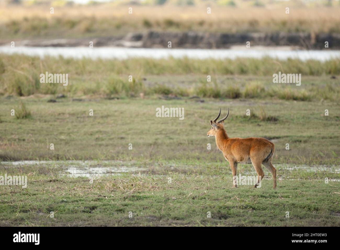Animal puku wildlife hi-res stock photography and images - Alamy