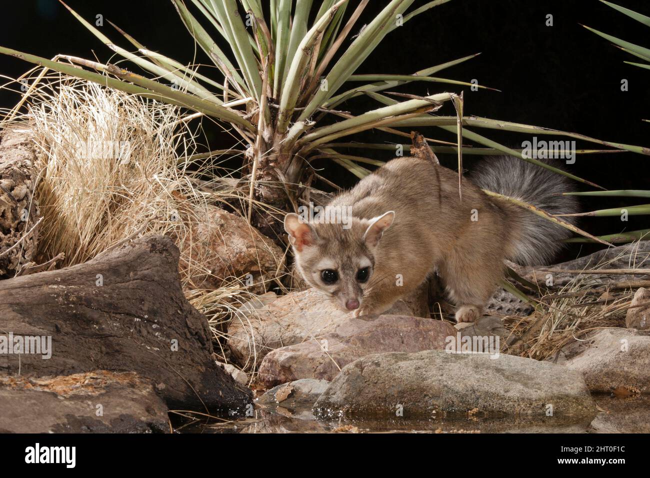 Ringtail cat hi-res stock photography and images - Alamy