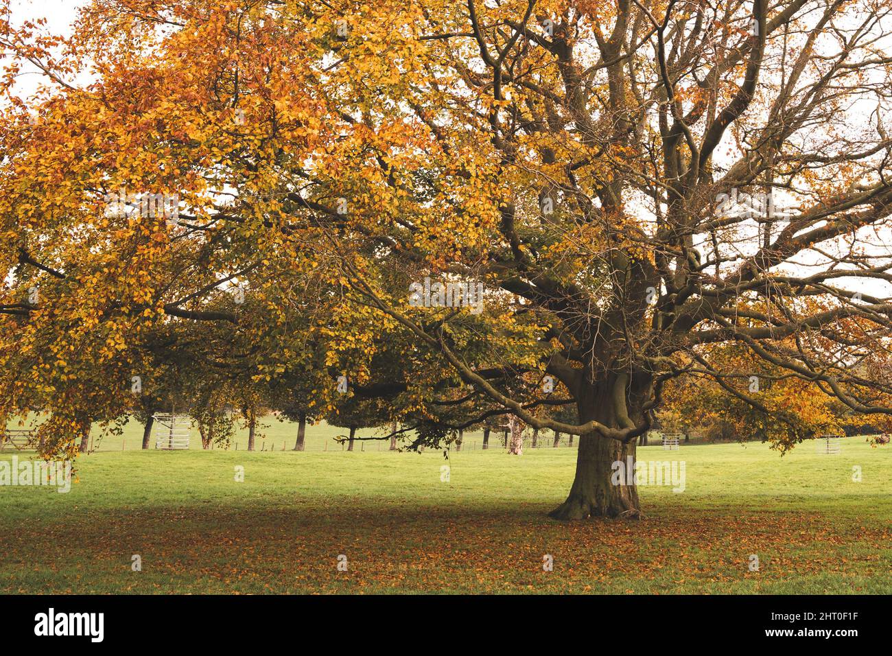 The priory of the orange tree hi-res stock photography and images - Alamy