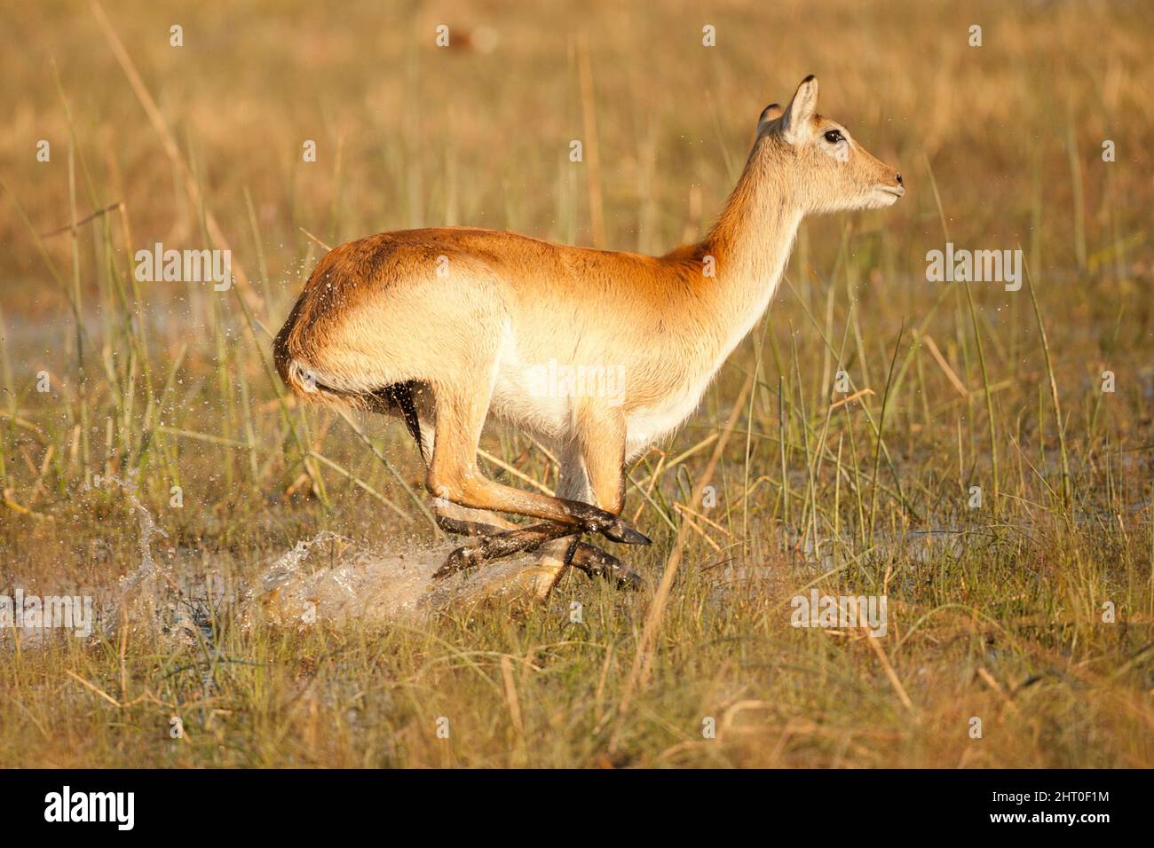 Red lechwe (Kobus leche), female running fast. Moremi Game Reserve ...