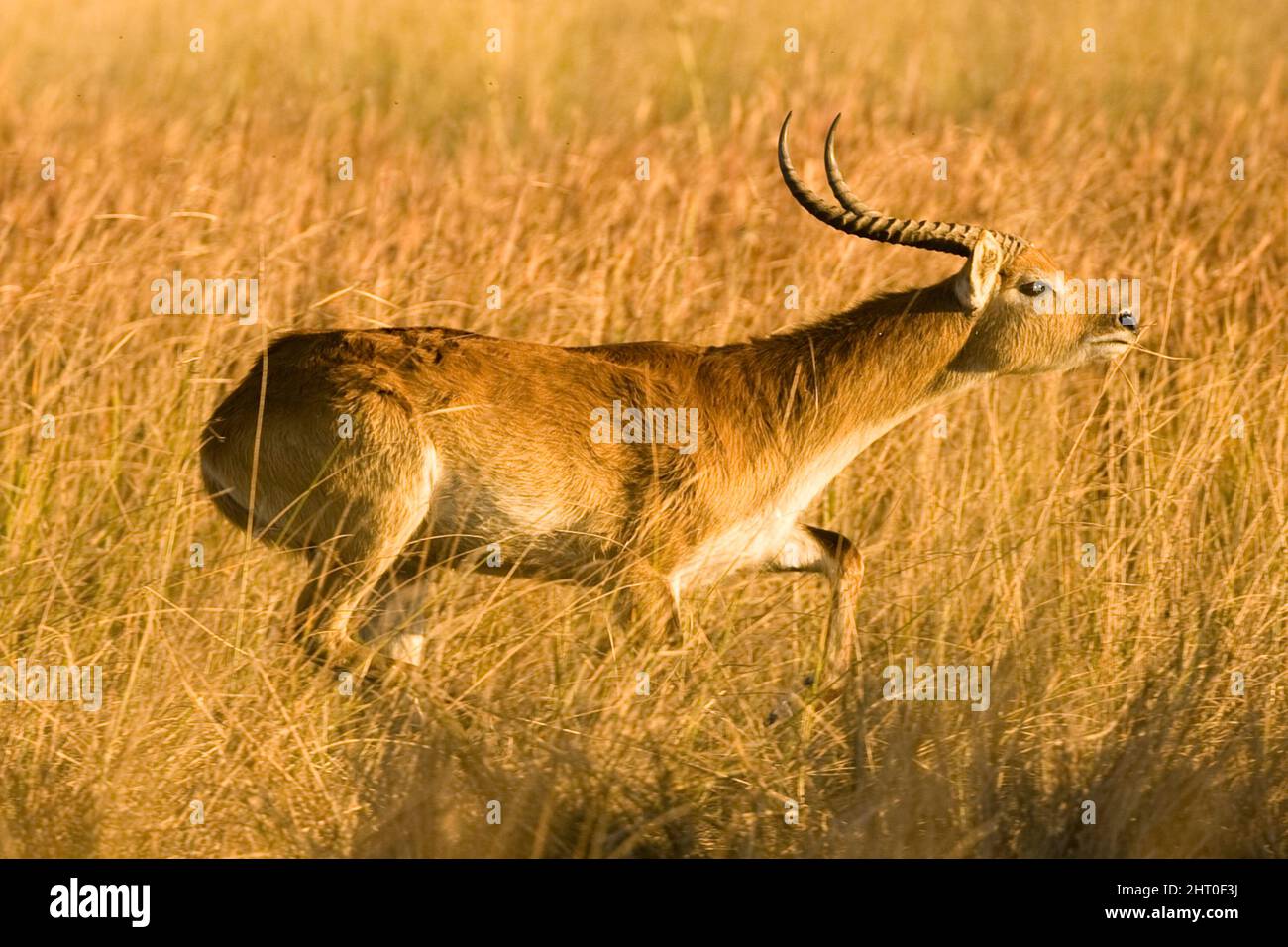 Red lechwe (Kobus leche), male running through tall dry grass. Moremi ...