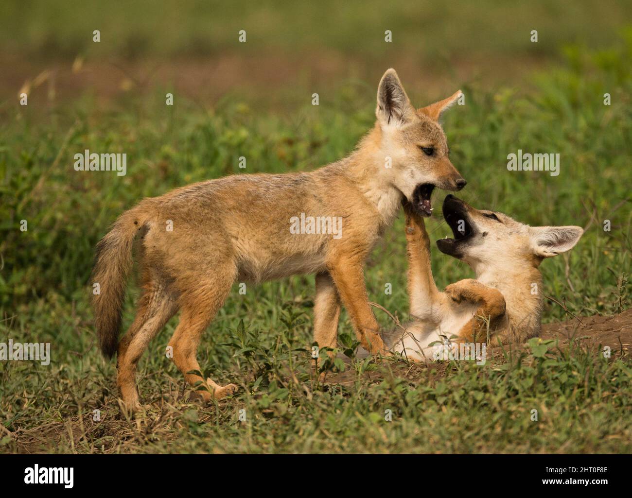 Golden jackal (Canis aureus) two pups play-fighting. Ngorongoro ...