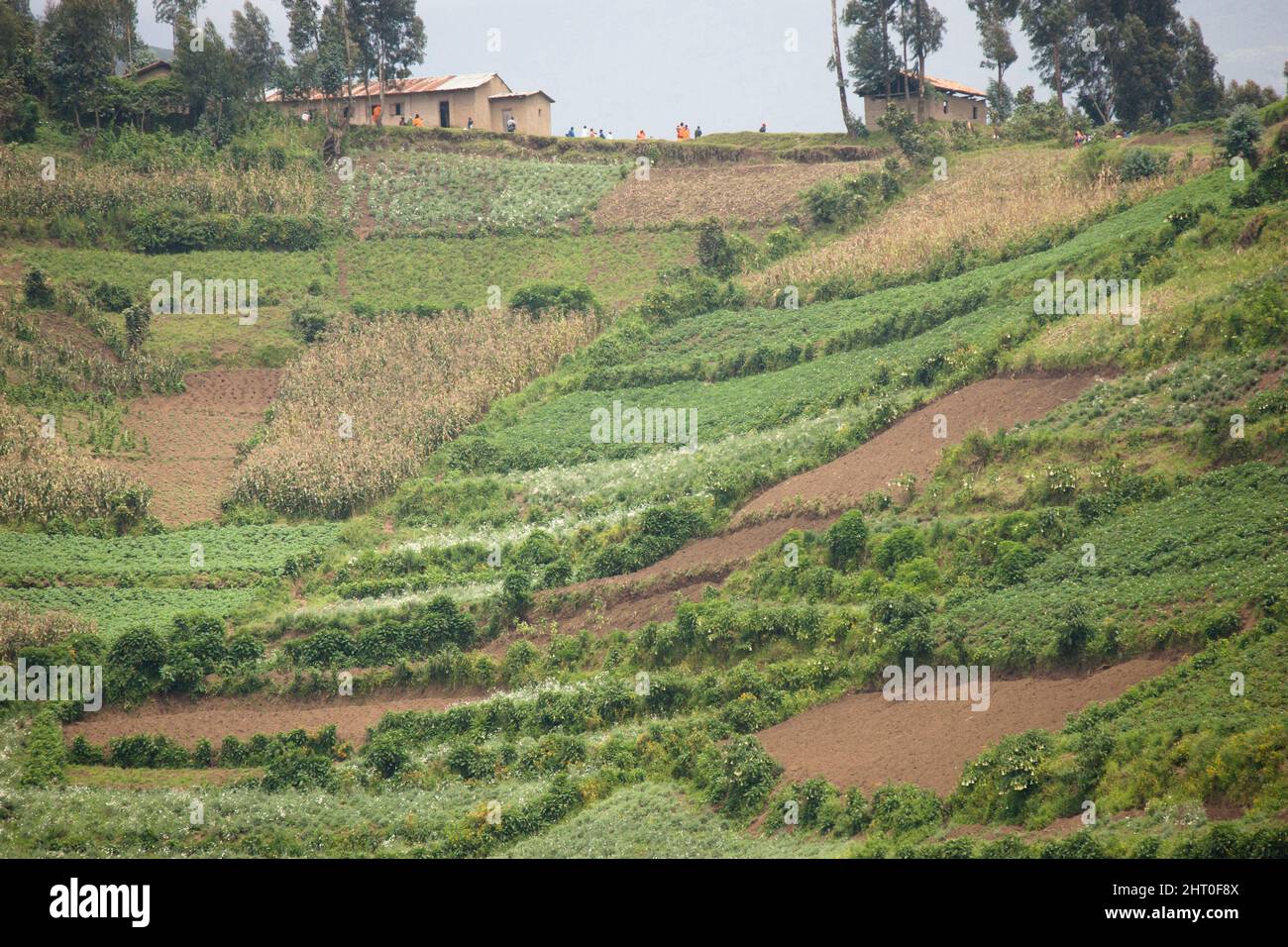 Small farm rwanda hi-res stock photography and images - Alamy
