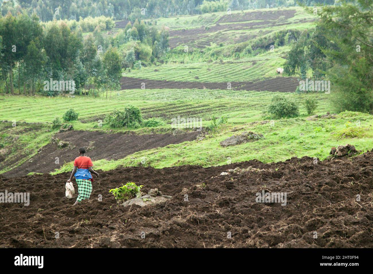 Farm terraces, Rwanda Stock Photo - Alamy
