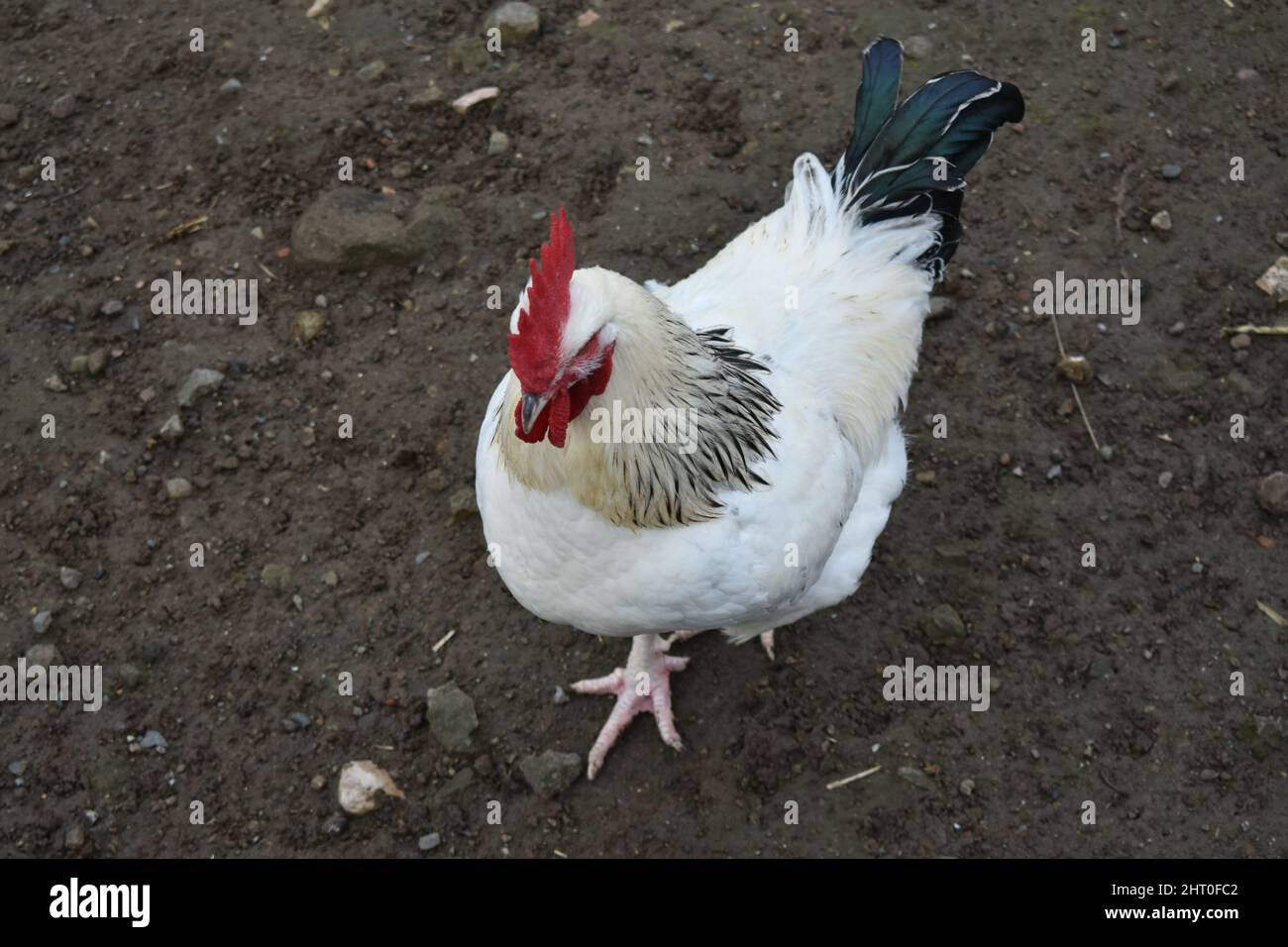 Closeup of a white fluffy chicken running around in the mud Stock Photo ...
