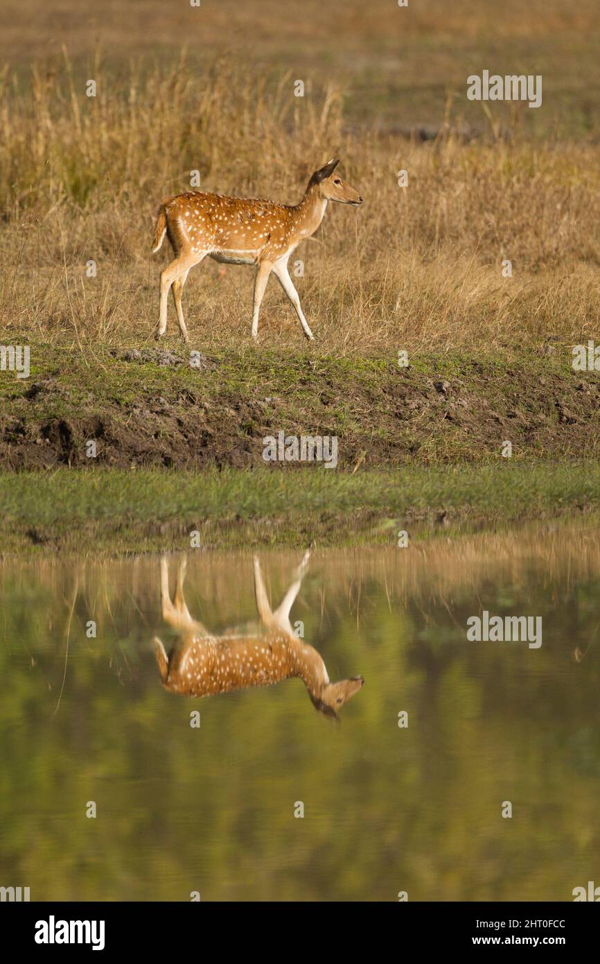 Chital running hi-res stock photography and images - Alamy
