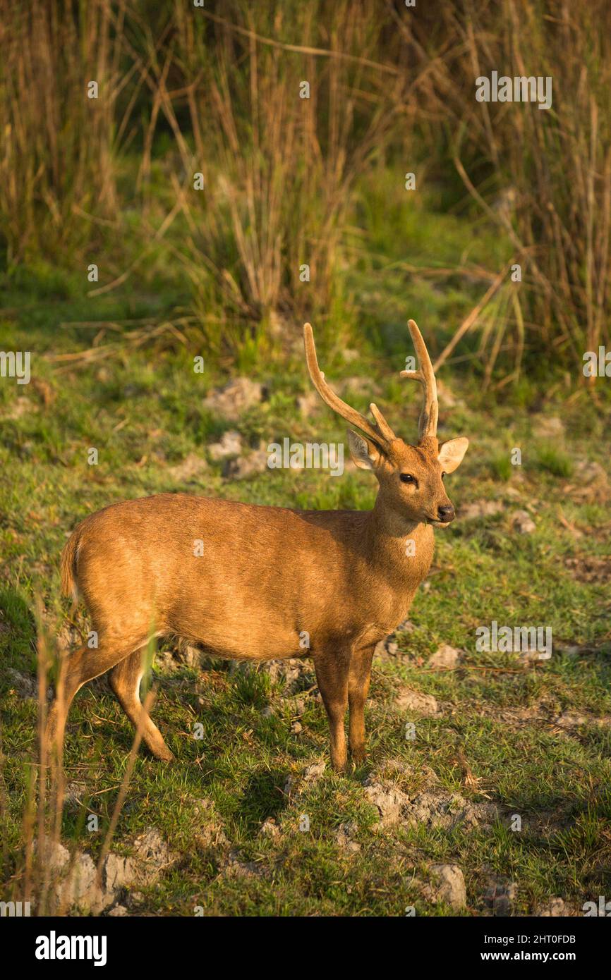 Indian hog deer (Hyelaphus porcinus) stag in forest habitat, alert ...
