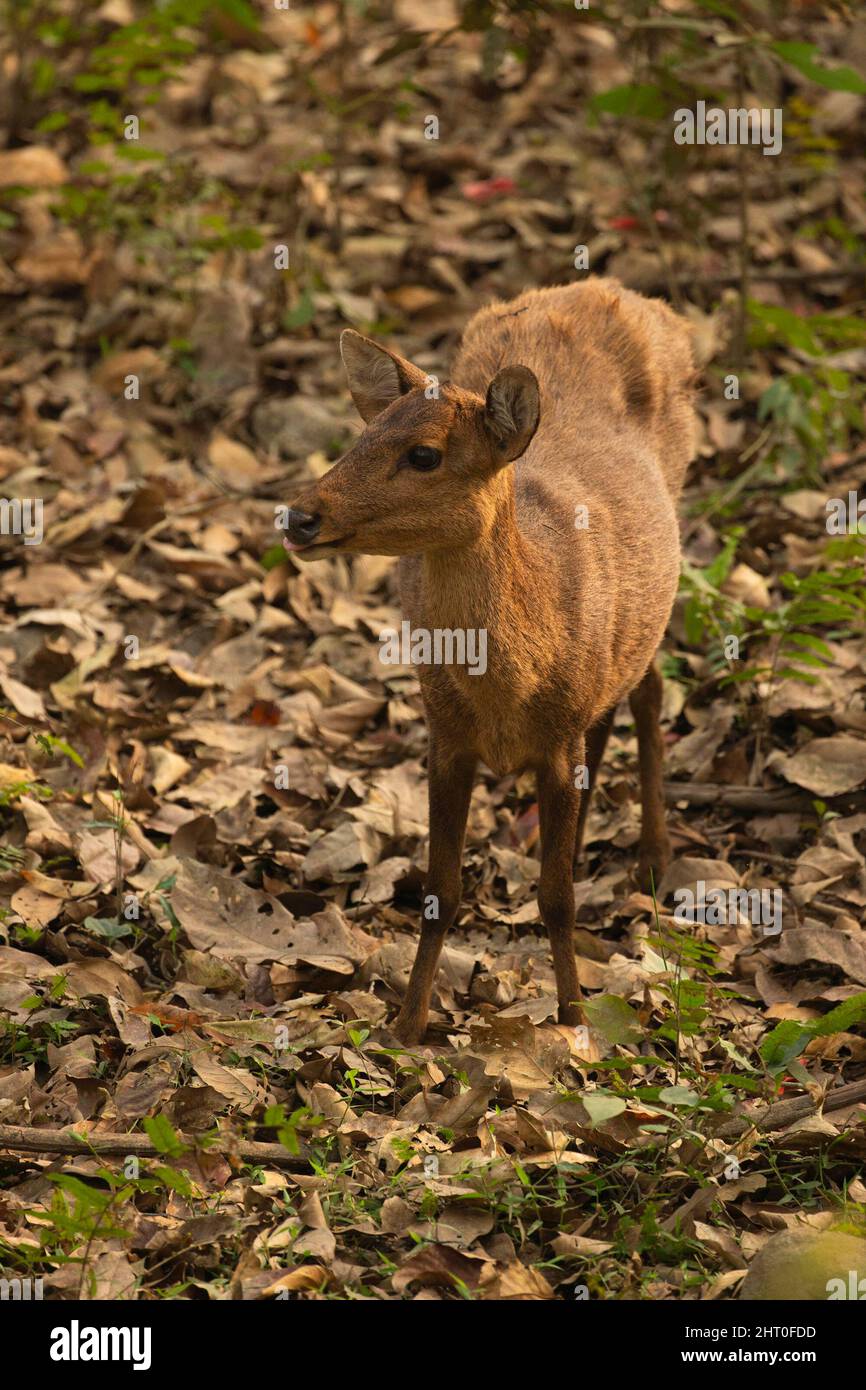 Indian hog deer (Hyelaphus porcinus) female standing still, alert ...