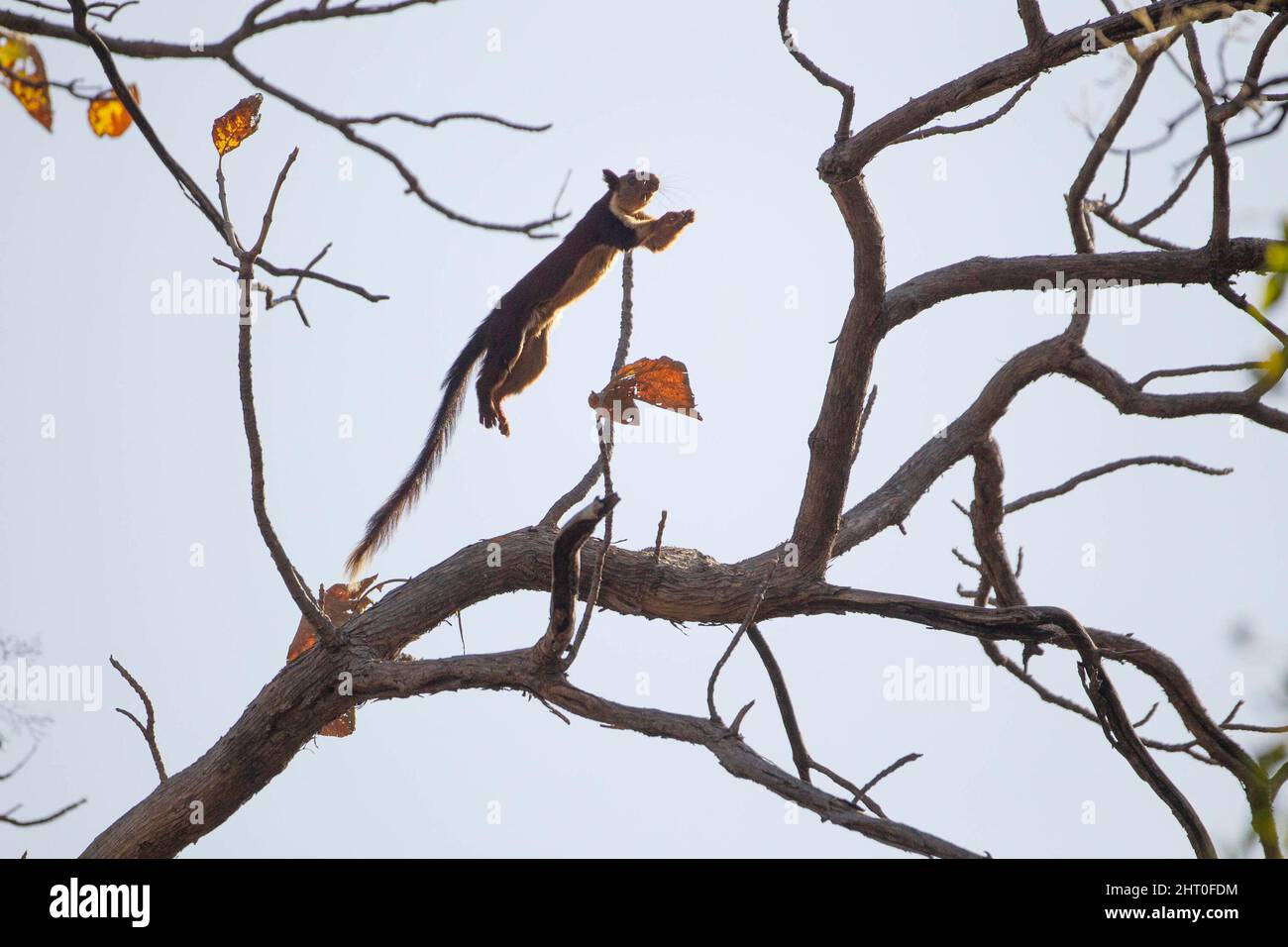 Indian giant squirrel (Ratufa indica) in a tree, leaping higher ...