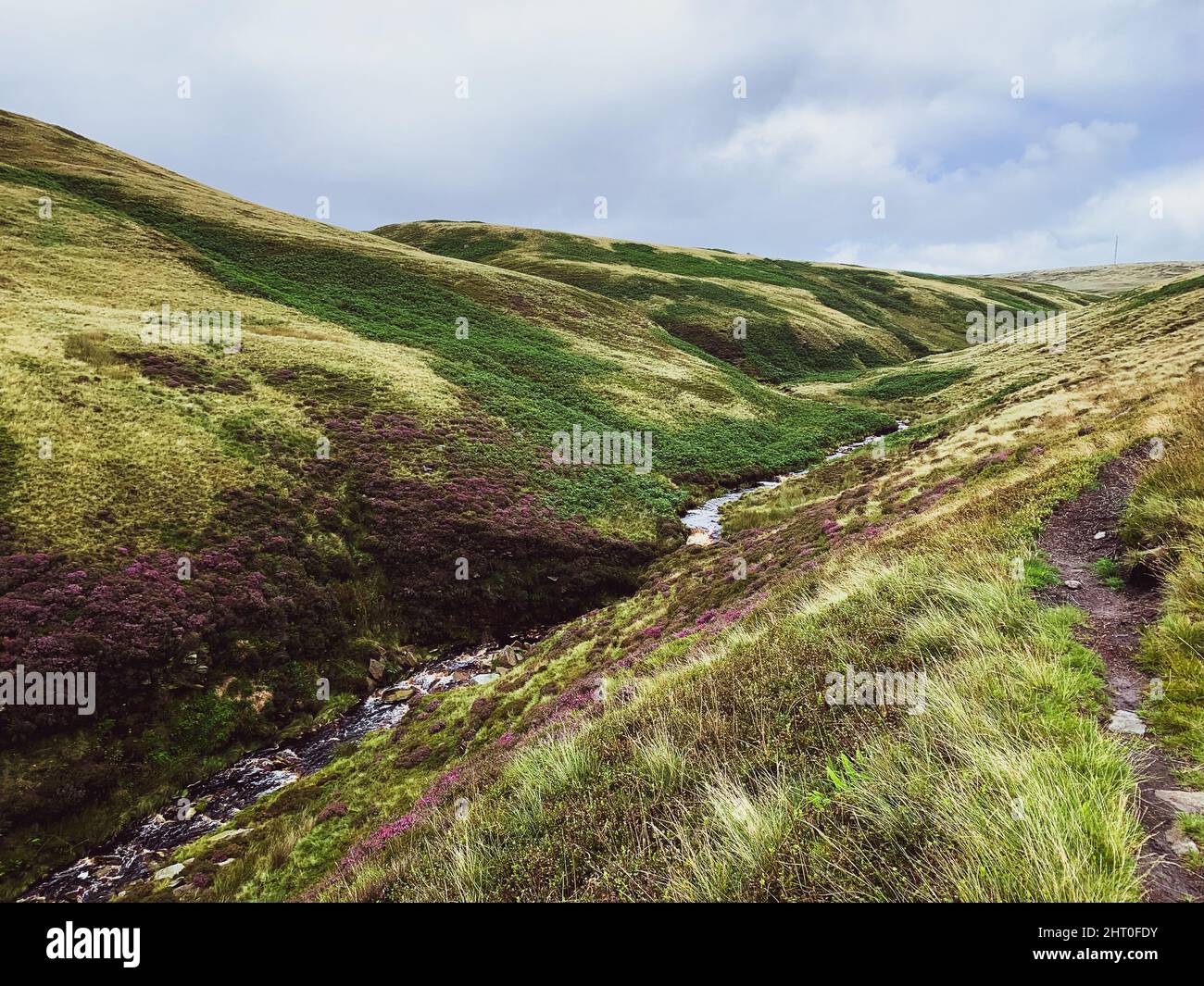 Heather season Crowden in Peak District National Park, cloudy day ...