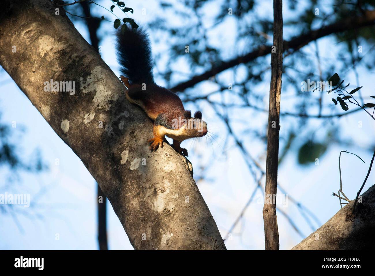 Indian giant squirrel (Ratufa indica) descending a tree trunk, head ...