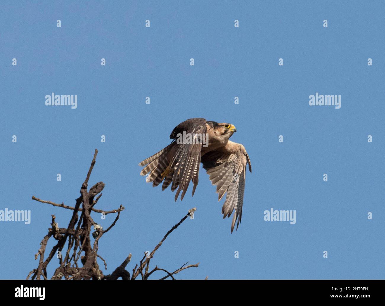 Falco biarmicus kenya hi-res stock photography and images - Alamy