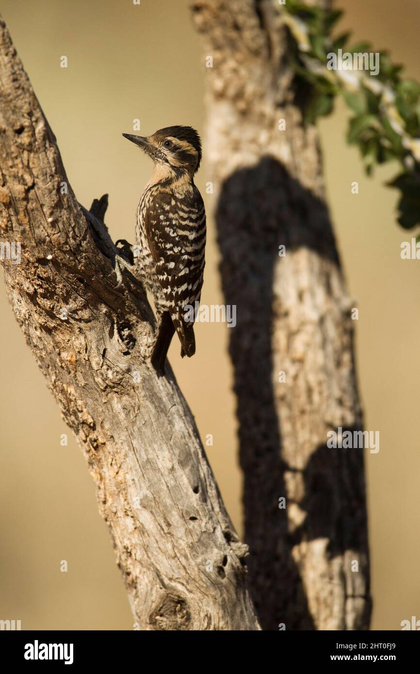 Arizona mcdonald hi-res stock photography and images - Alamy
