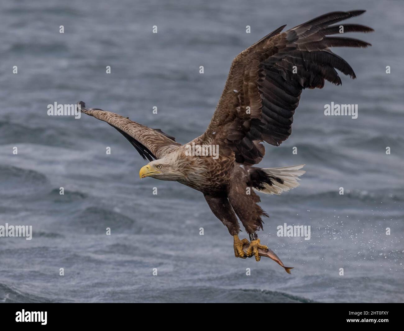 Beautiful shot of a white tailed eagle flying over the sea Stock Photo ...