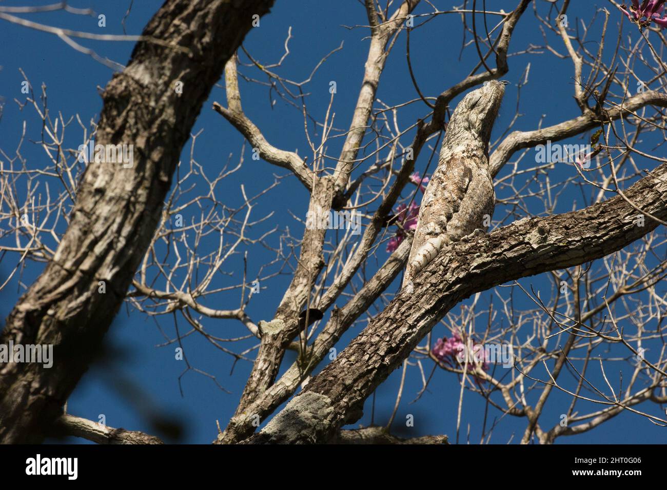 Great potoo (Nyctibius grandis) in a tree, camouflaged as a branch ...