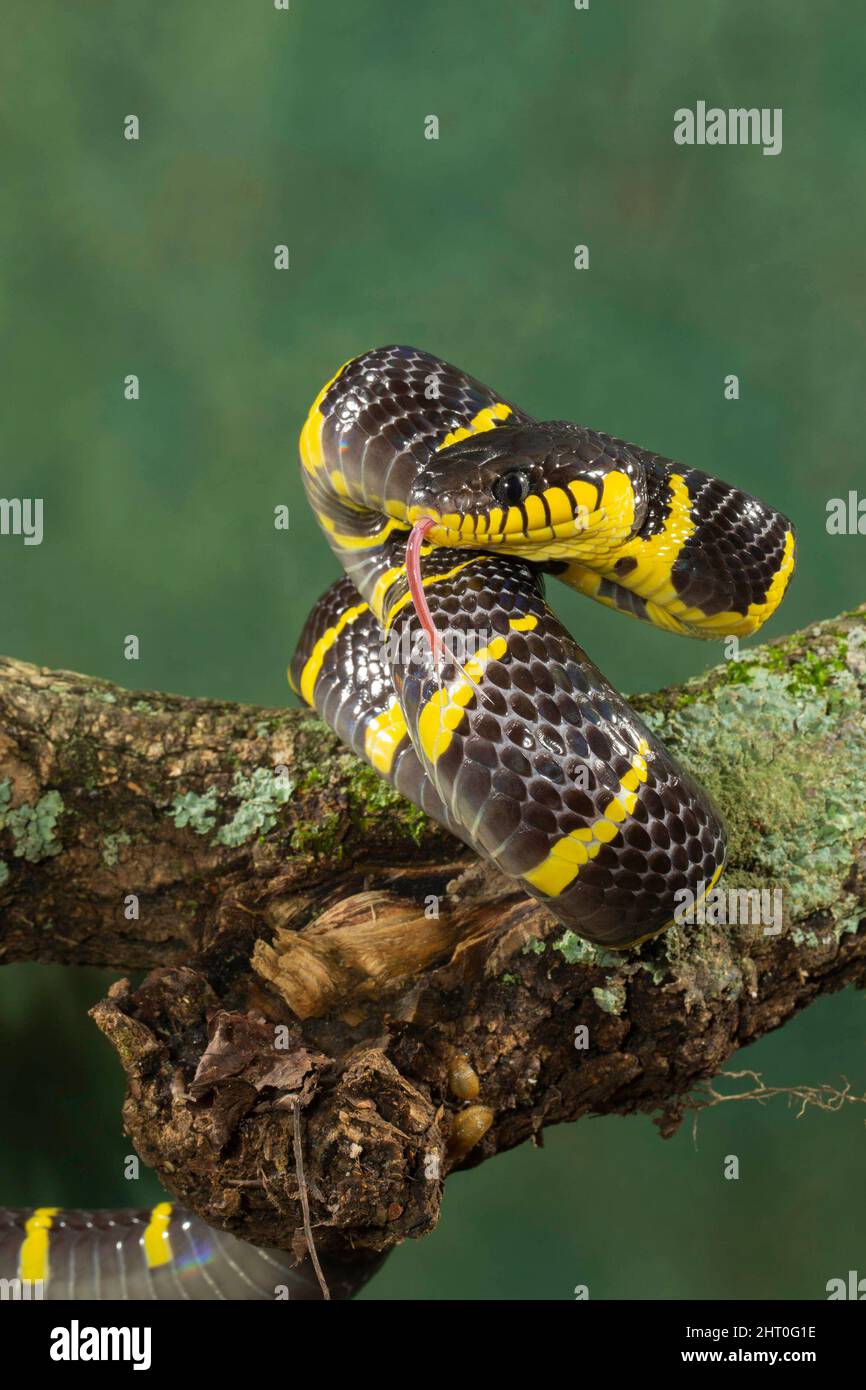 Gold-ringed cat snake (Boiga dendrophila gemmicincta), threat display ...