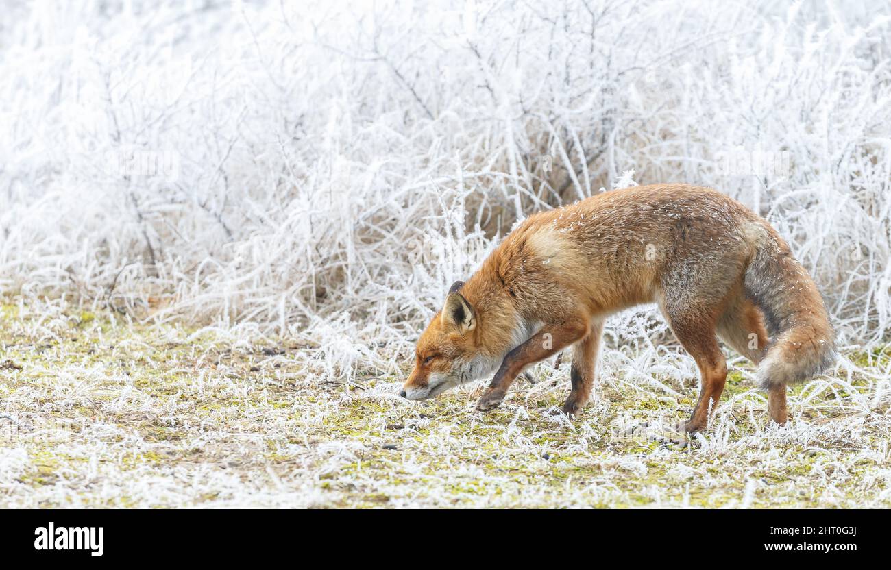 Red Fox in wintertime with snow and snowfall in nature on a cold day ...