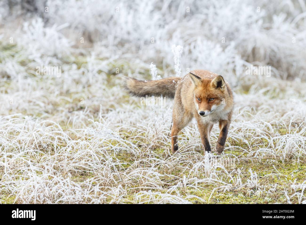 Red Fox in wintertime with snow and snowfall in nature on a cold day ...
