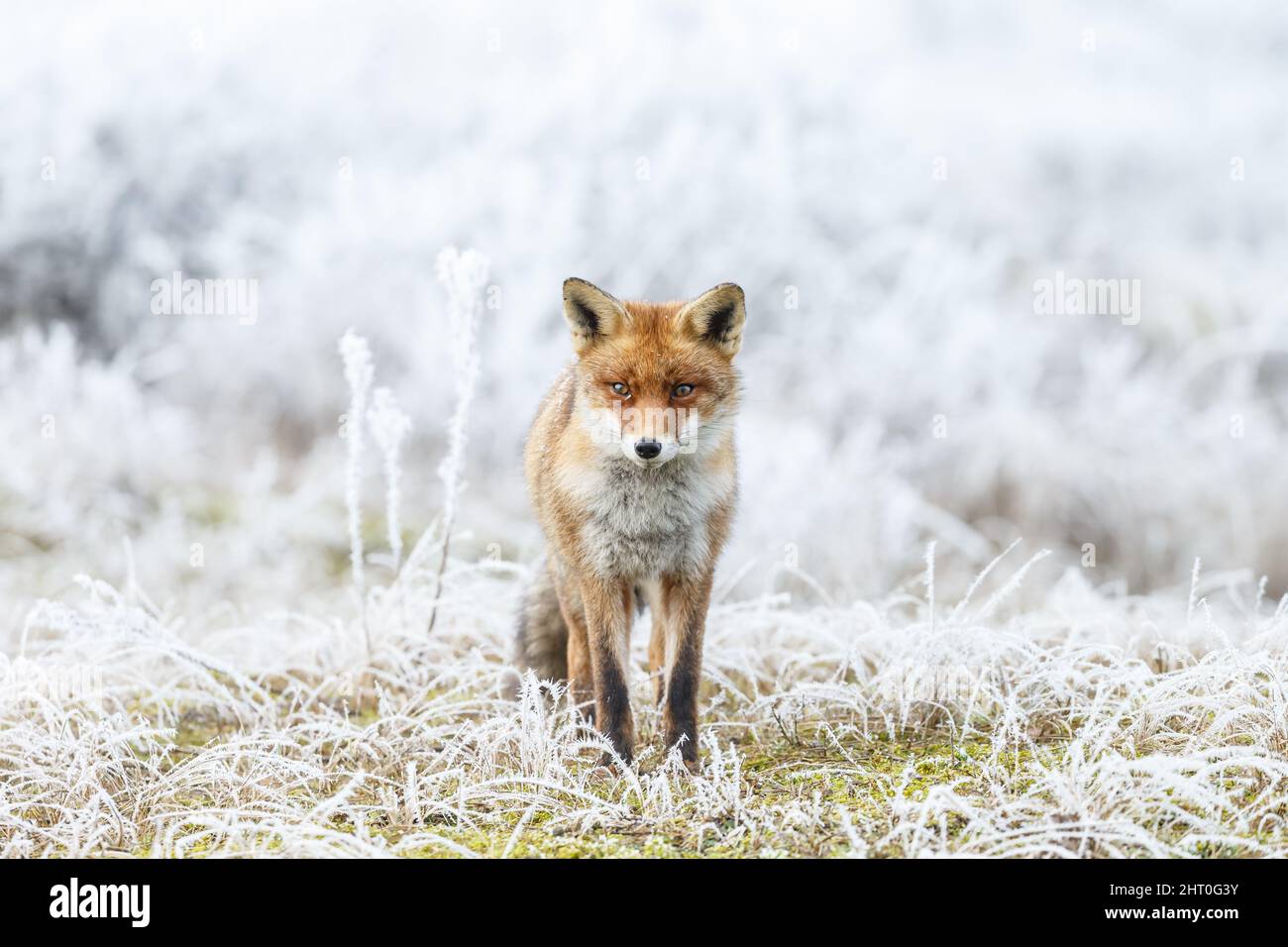 Red Fox in wintertime with snow and snowfall in nature on a cold day ...