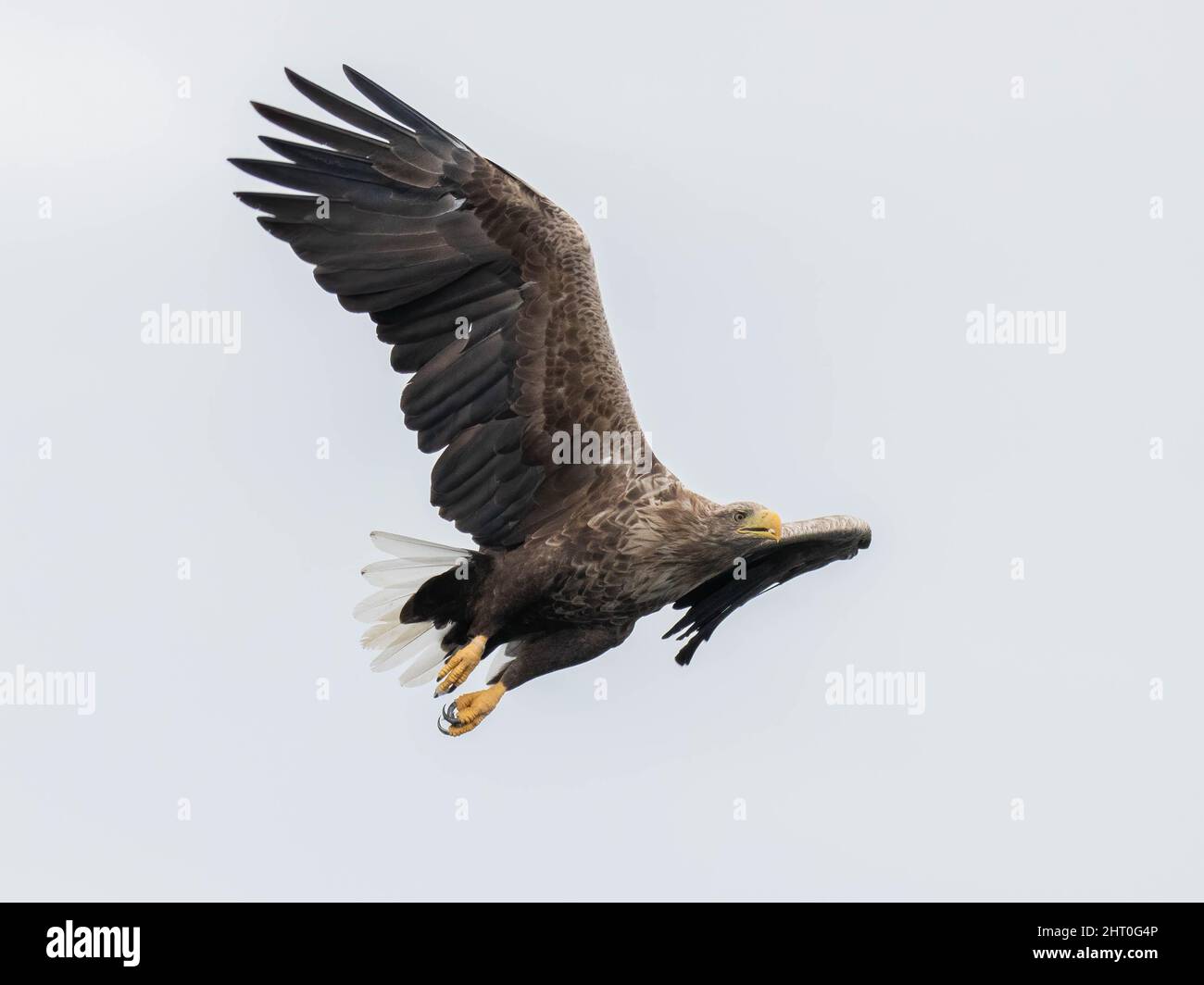 Closeup of a White-tailed eagle captured in mid-flight in the Isle of ...