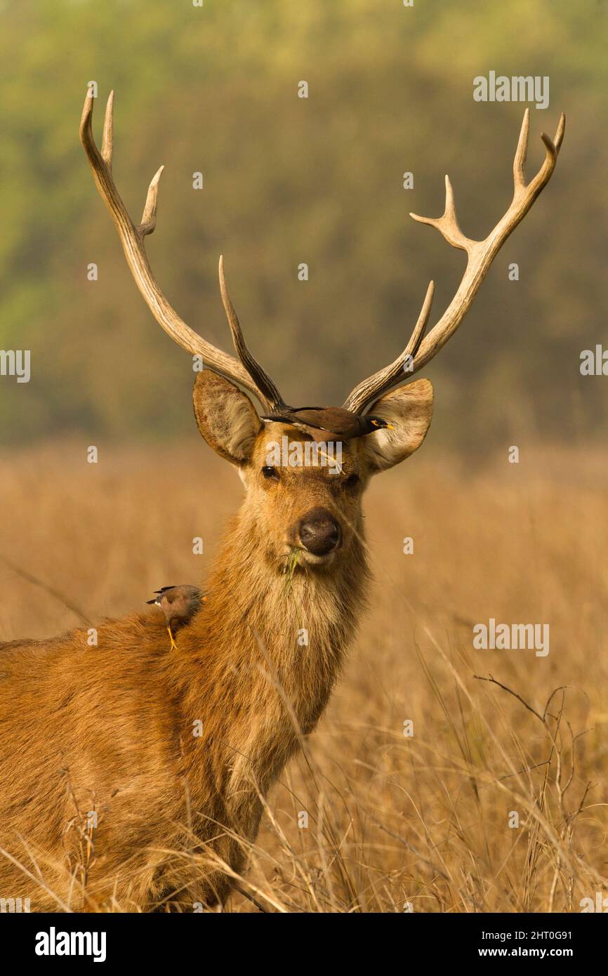 Upland Barasingha High Resolution Stock Photography and Images - Alamy