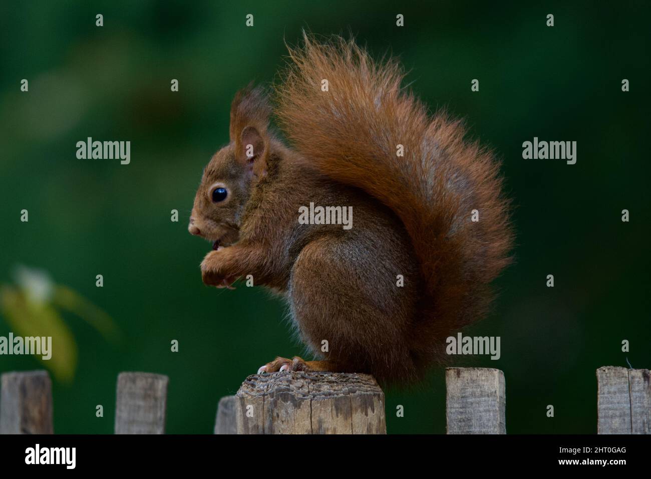 Charming squirrel hi-res stock photography and images - Alamy
