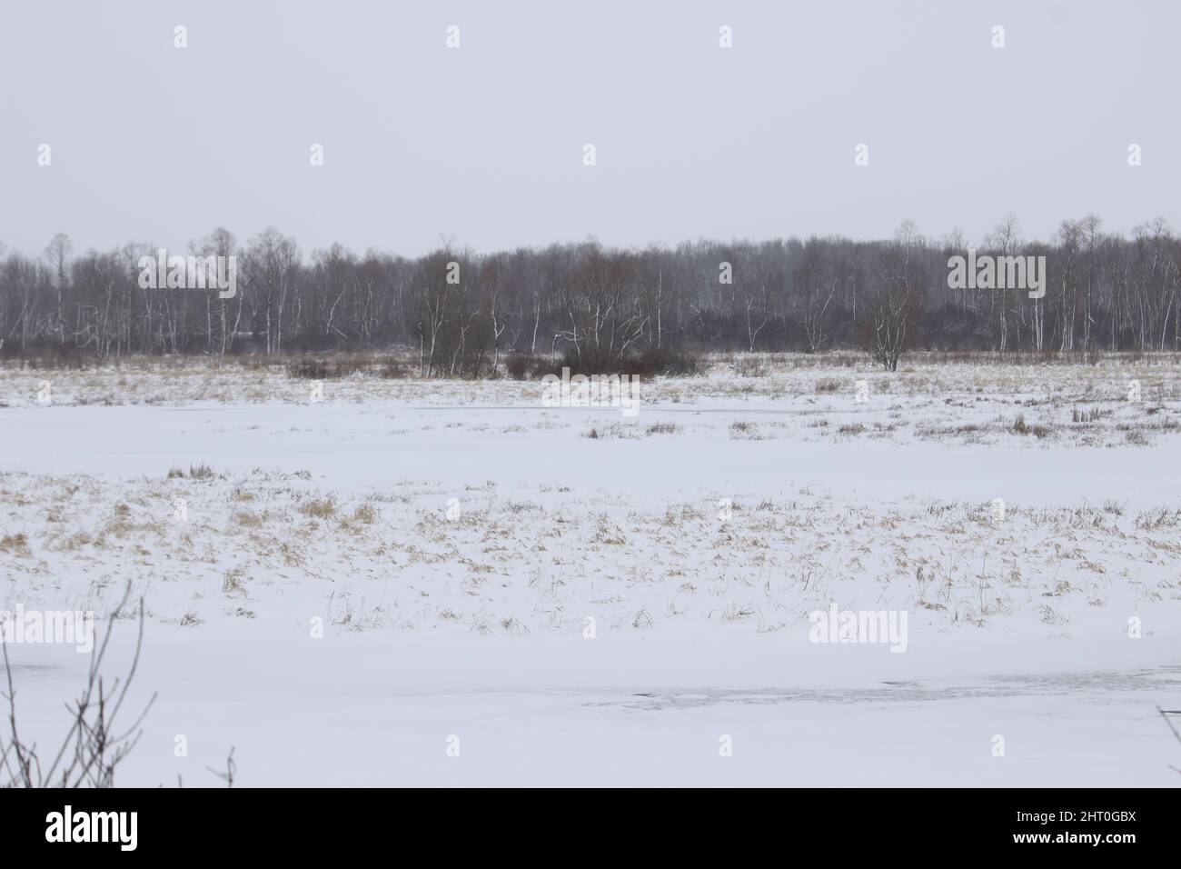 Closeup of a snowy field with trees Stock Photo - Alamy