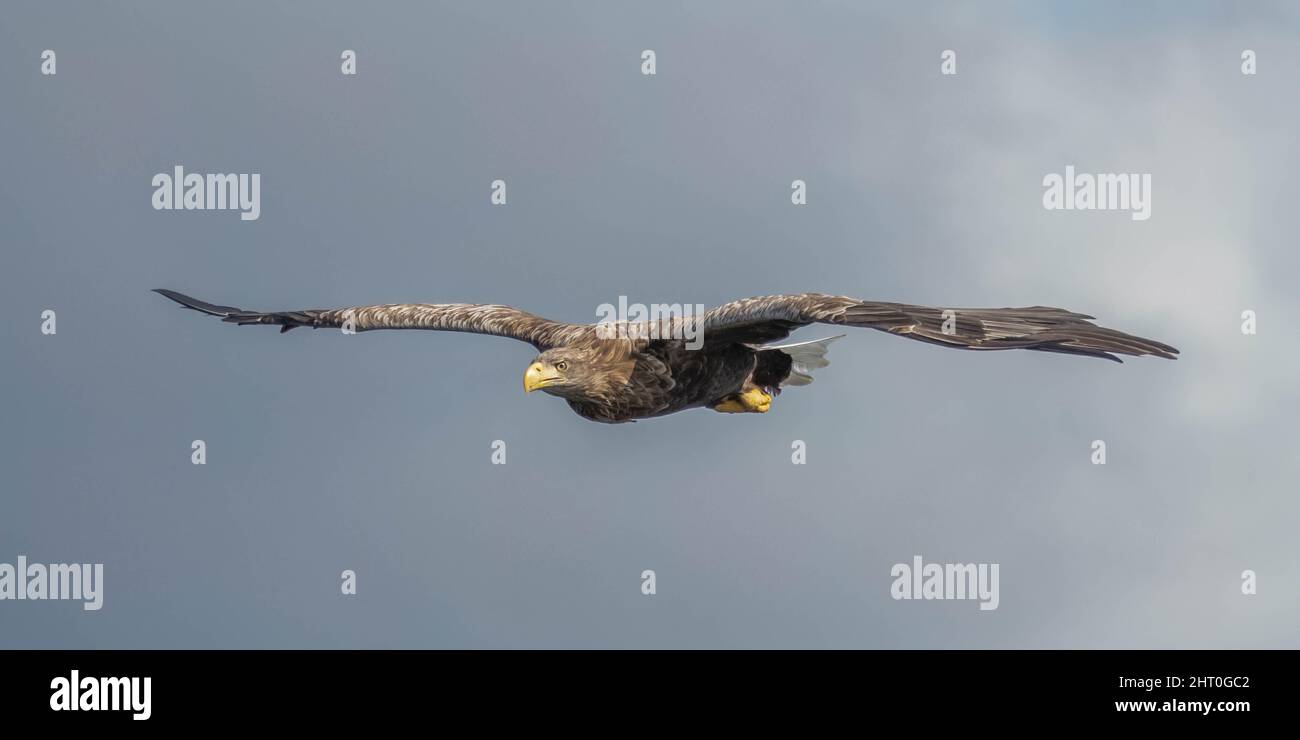 Closeup of a White-tailed eagle captured in mid-flight in the Isle of ...