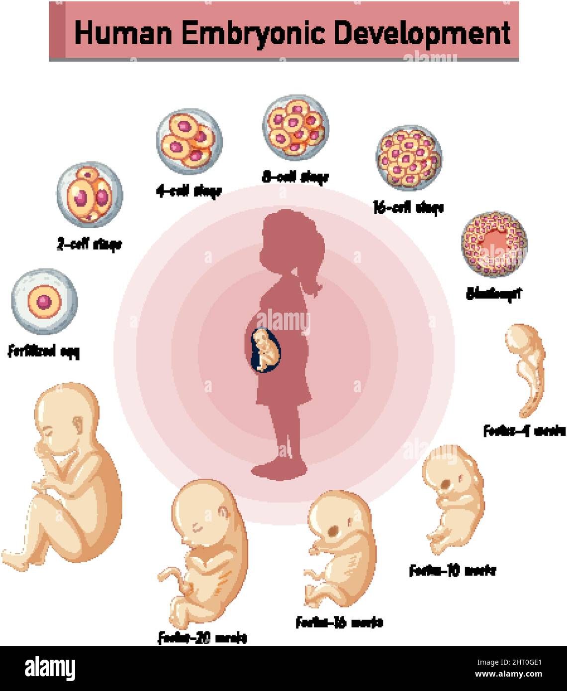 Human embryonic development in human infographic illustration Stock ...