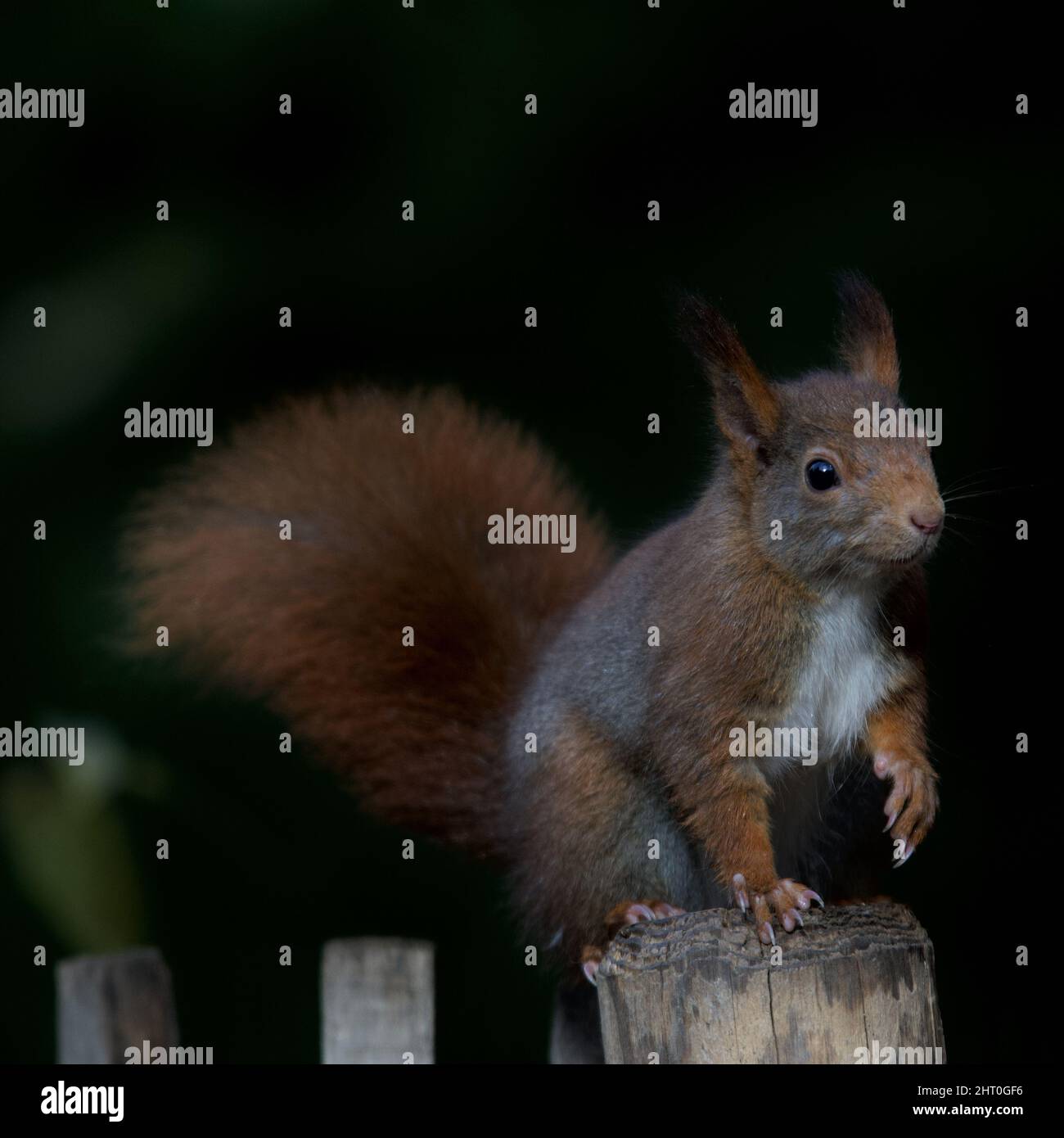 Charming squirrel hi-res stock photography and images - Alamy