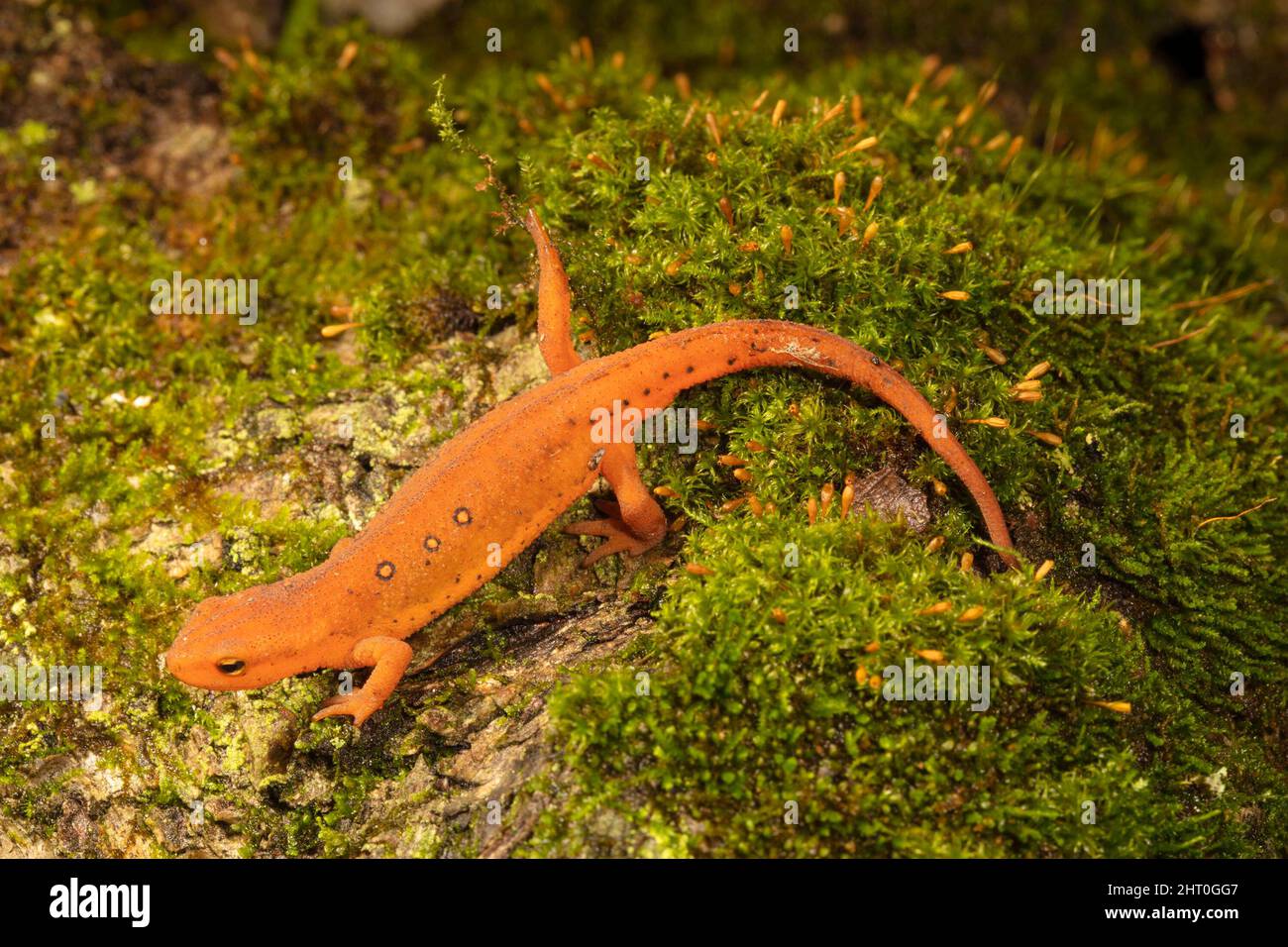 Red-spotted newt (Notophthalmus viridescens), red eft - a stage that ...