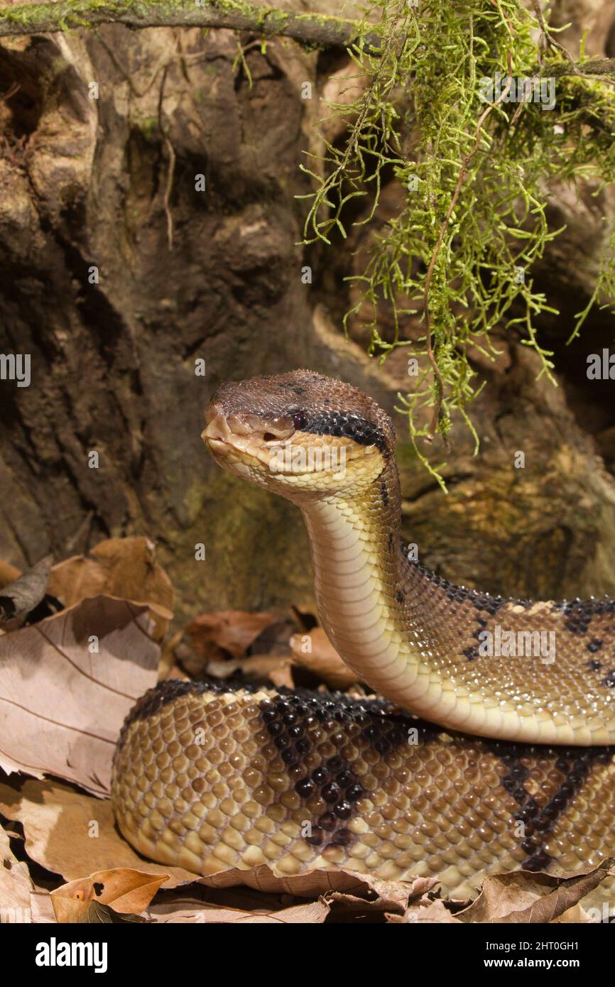 Central American bushmaster (Lachesis stenophrys), often grows to 2 m ...