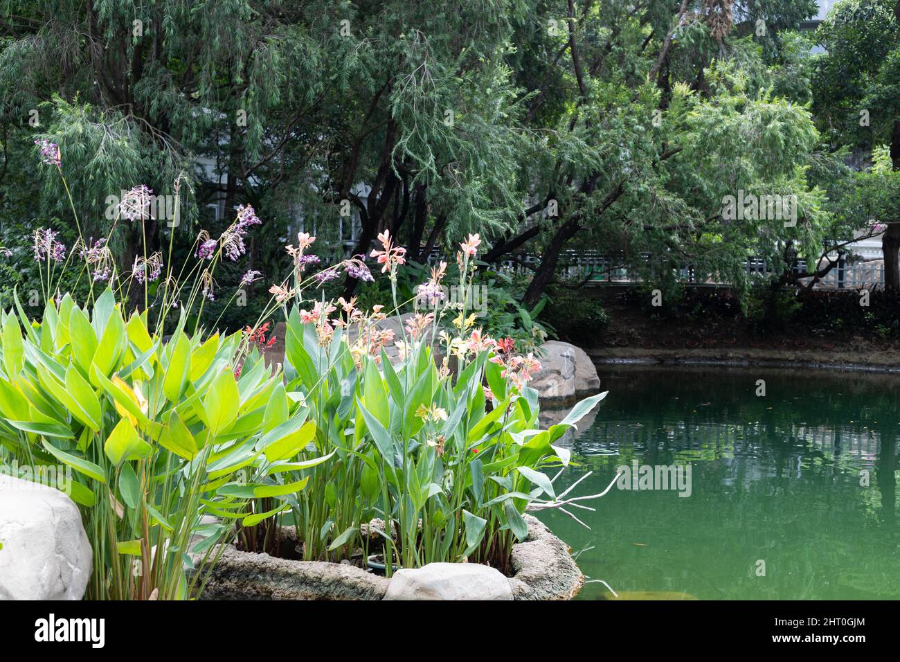 lake and flowers in Hong Kong Botanical Garden Stock Photo - Alamy