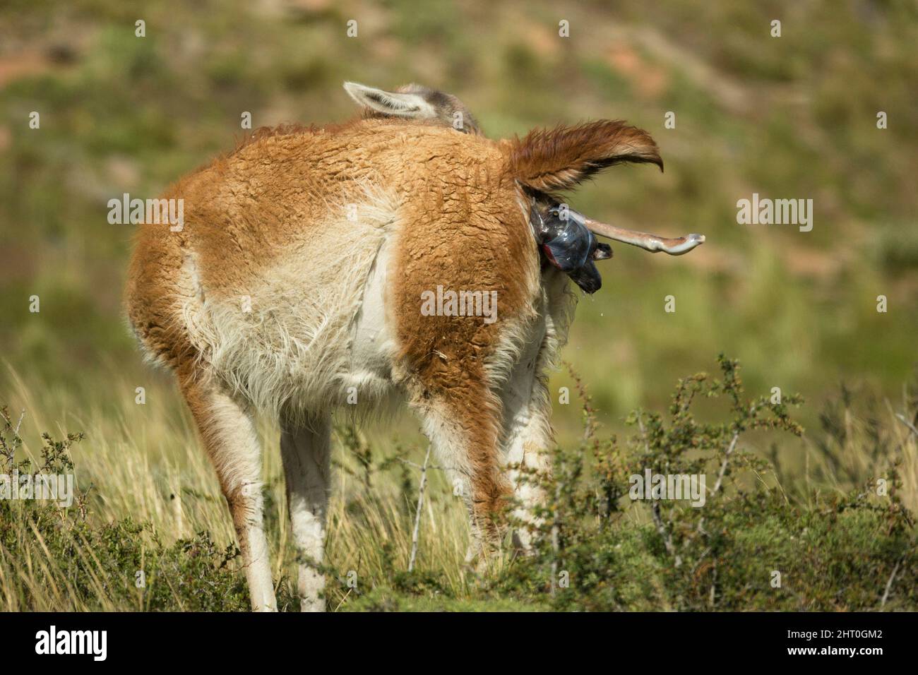 Llama giving birth hi-res stock photography and images - Alamy