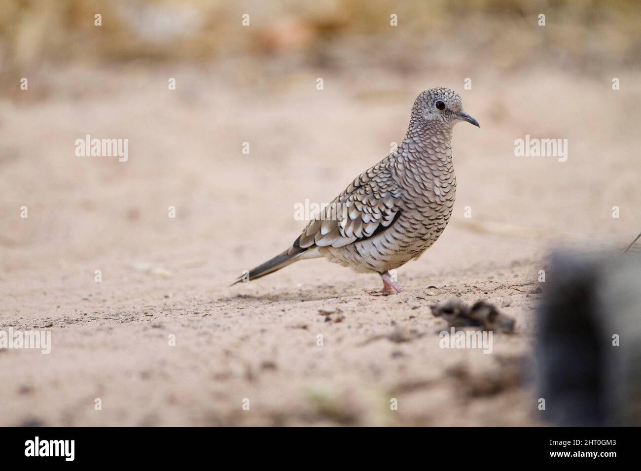 Scaled dove (Columbina squammata) on the ground. Mato Grosso, Northern ...
