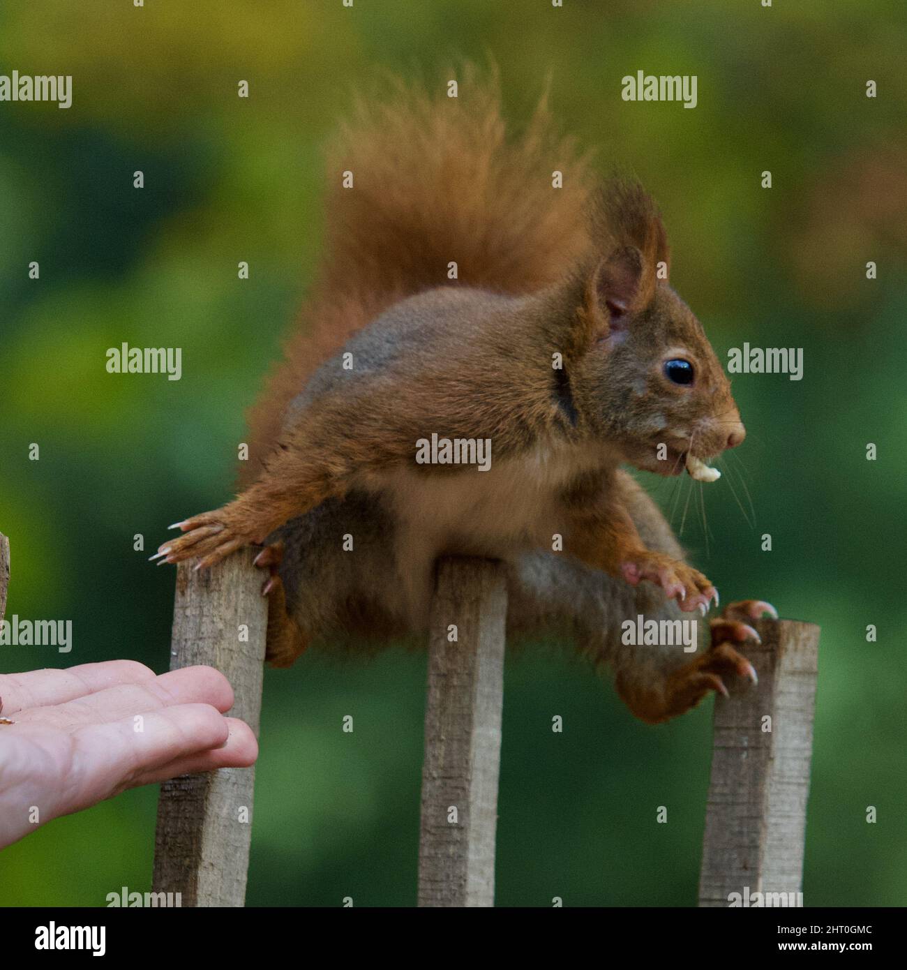Funny supple squirrel Stock Photo - Alamy