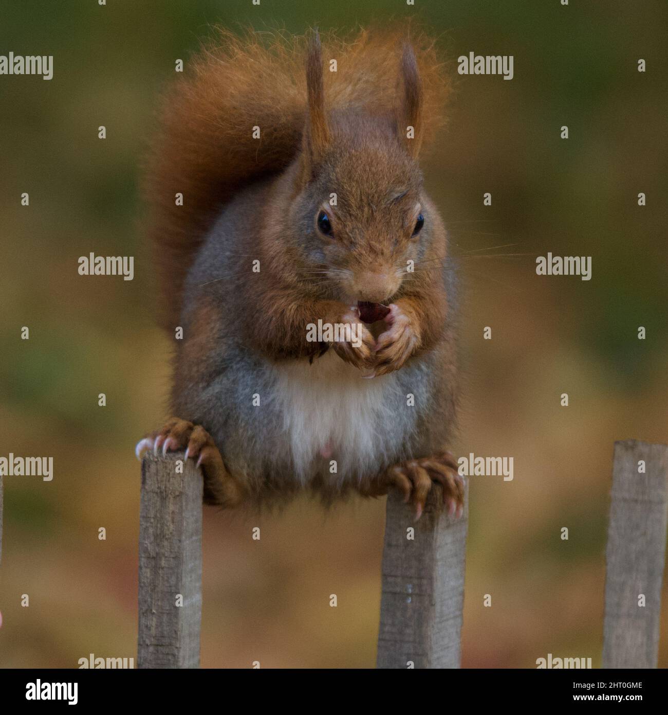 Funny supple squirrel Stock Photo - Alamy