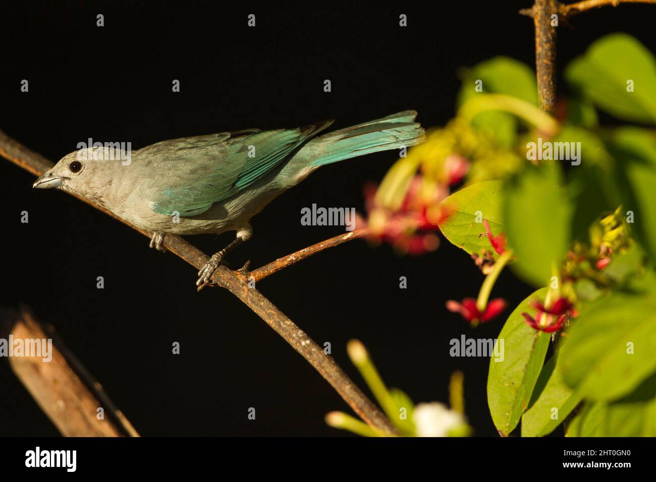 Sayaca tanager (Thraupis sayaca) perched in a shrub. Mato Grosso ...