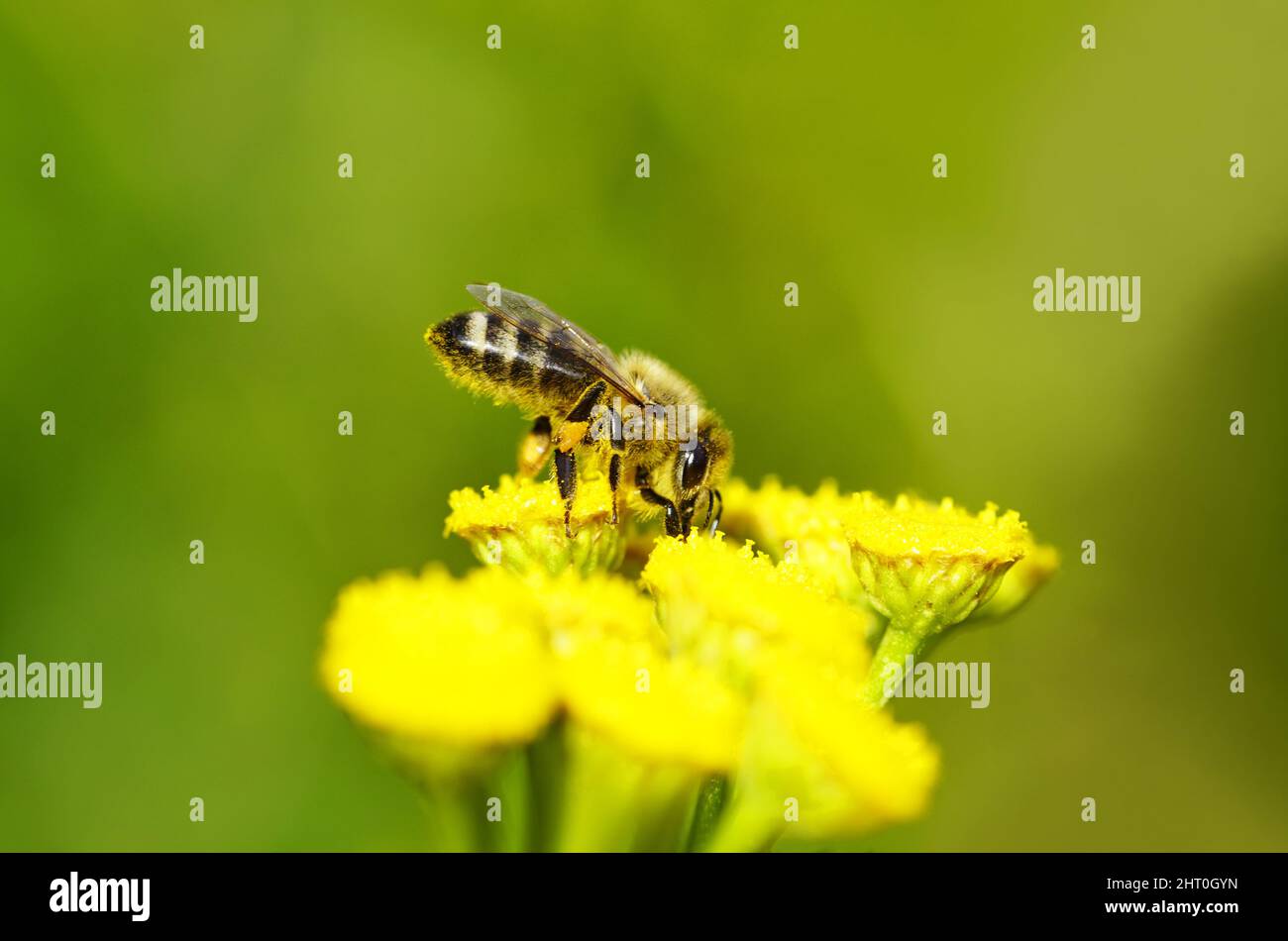 Close-up shot of a bumblebee drinking nectar from a flower Stock Photo ...