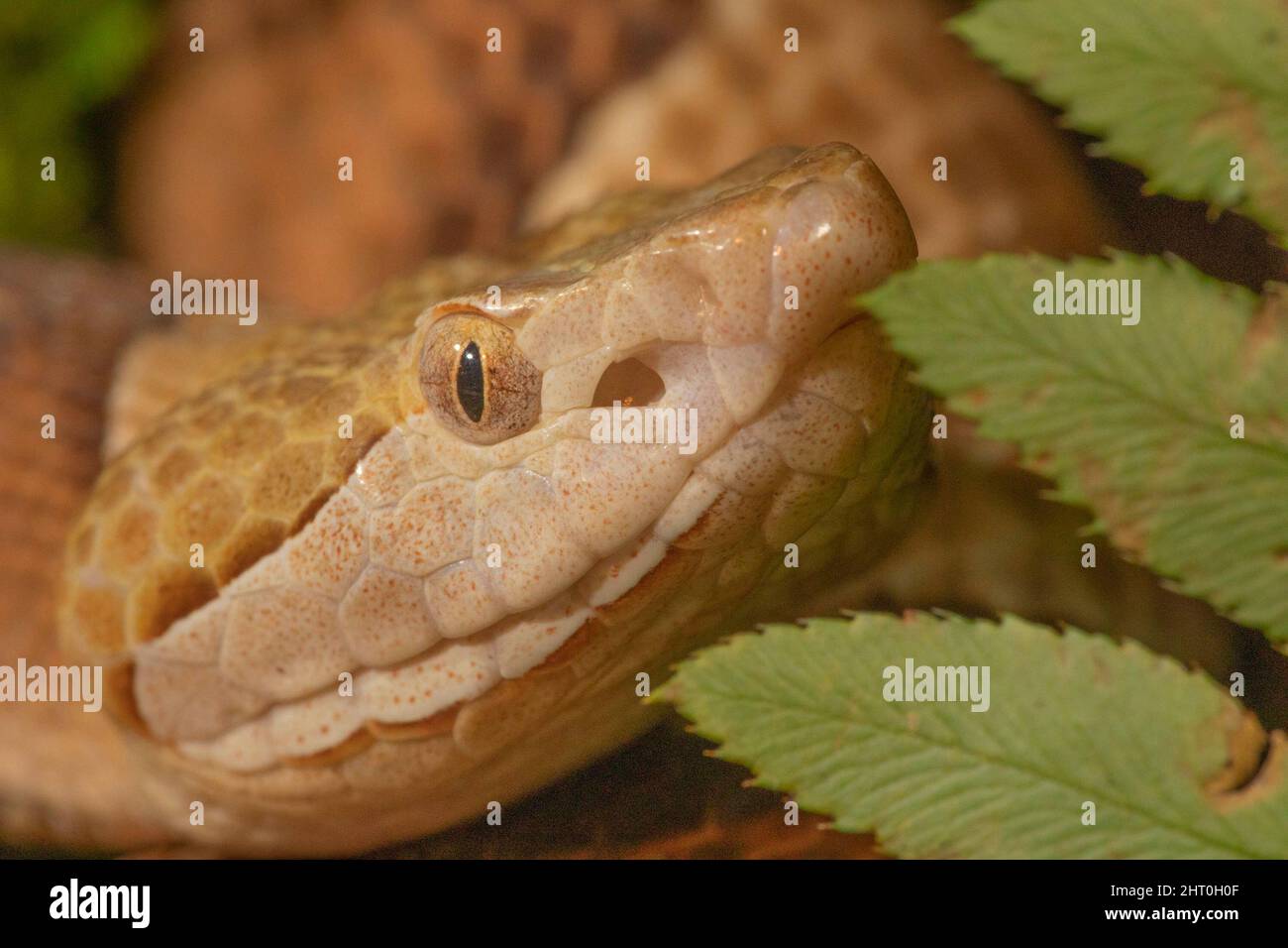 Southeastern copperhead hi-res stock photography and images - Alamy