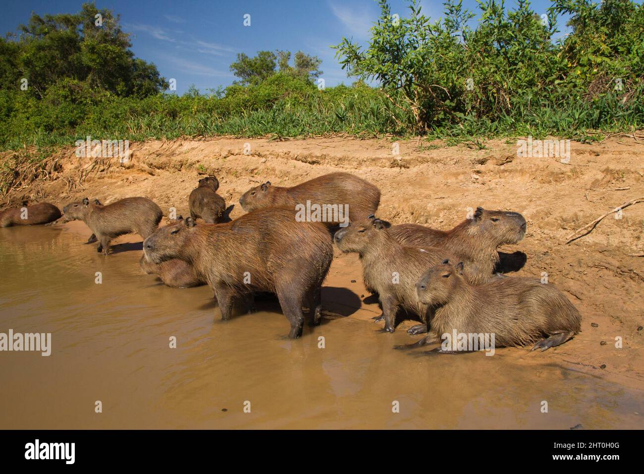 Capybara’s webbed feet hi-res stock photography and images - Alamy