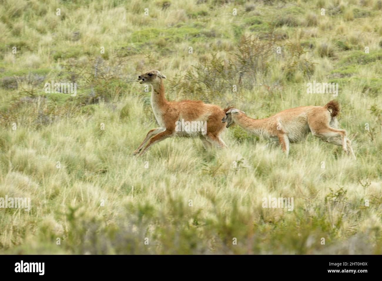 Guanaco (Lama guanicoe), chulengo or juvenile pursuing an older animal ...