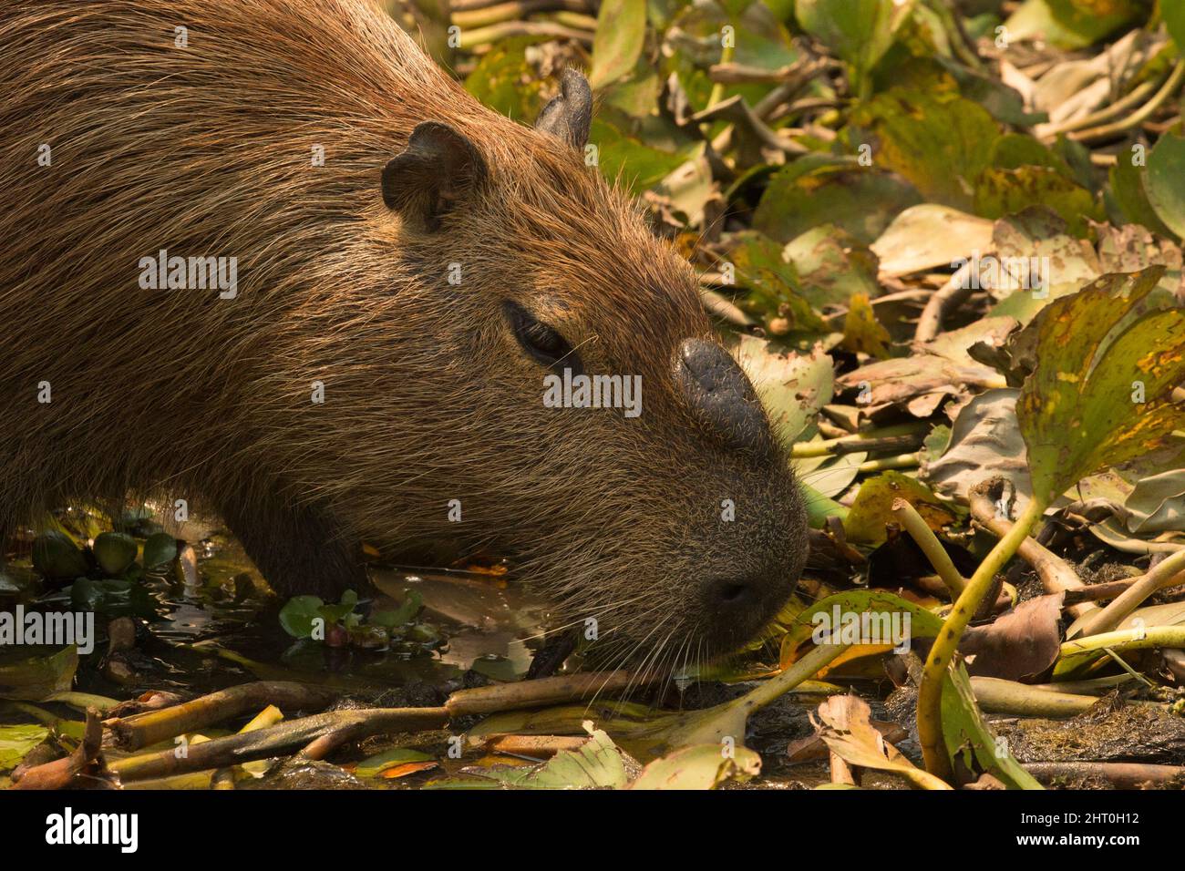 Capybara (Hydrochoerus hydrochaeris), head of a capybara rootling in ...