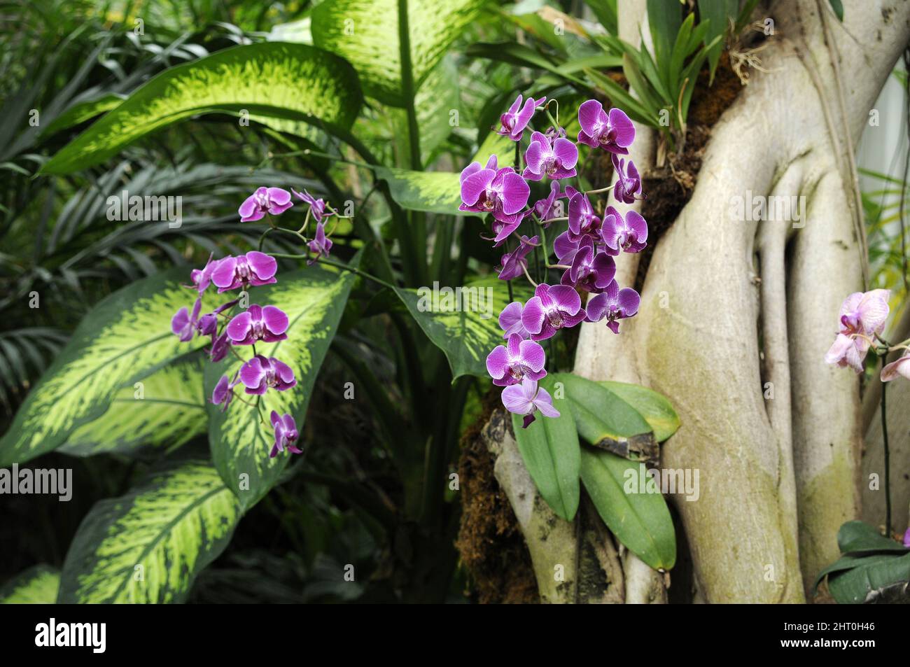 Orchid atrium hi-res stock photography and images - Alamy