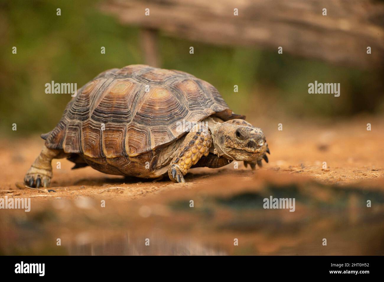 Texas tortoise (Gopherus berlandieri) walking. Texas, USA Stock Photo ...