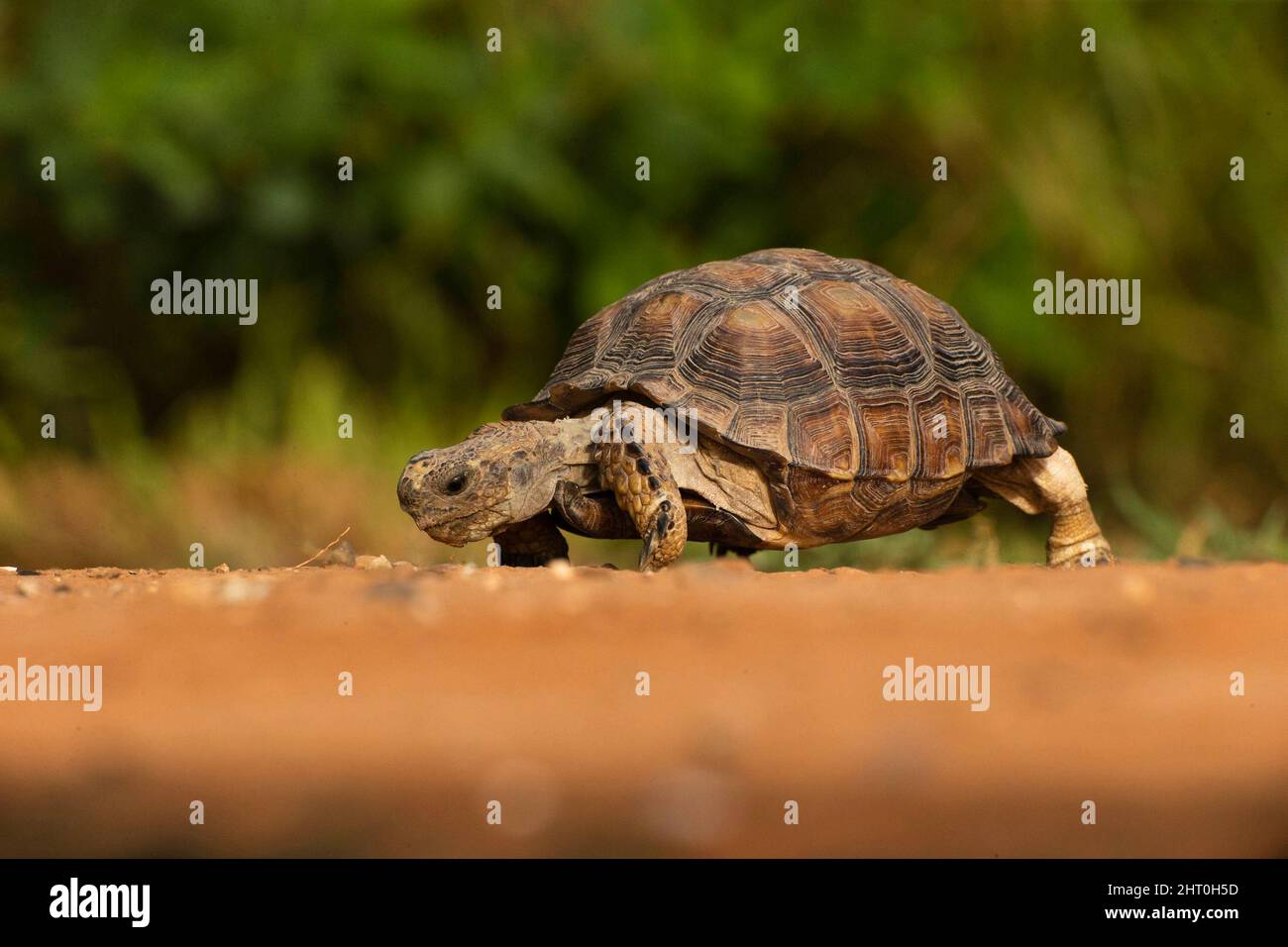 Texas tortoise (Gopherus berlandieri) walking. Texas, USA Stock Photo ...