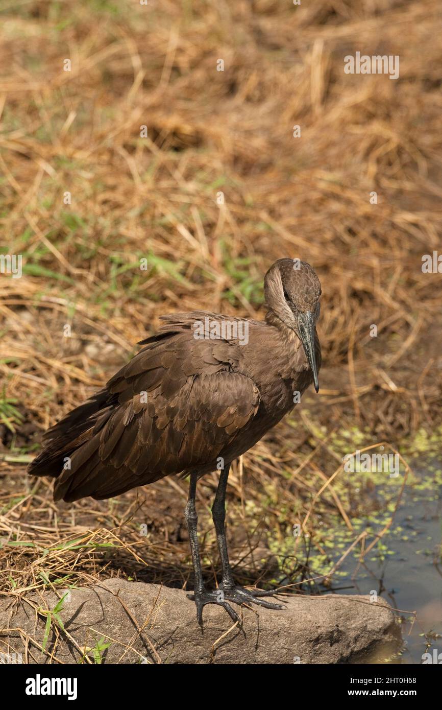 Hammerkop (Scopus umbretta) on a stone by water, watching for prey ...